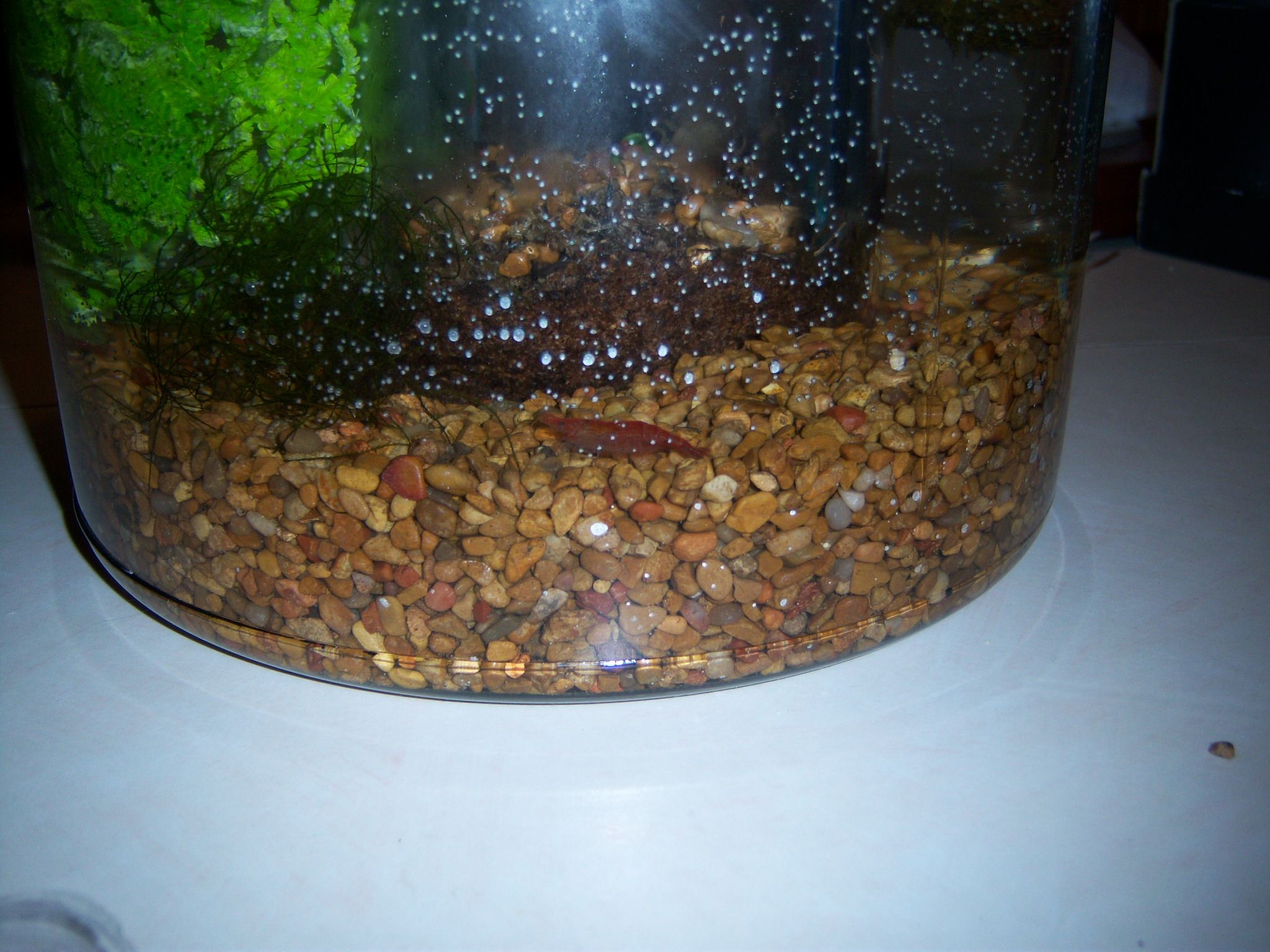 A Low Maintenance/self Sustaining Ecosystem and Aquarium! : 9 Steps ...