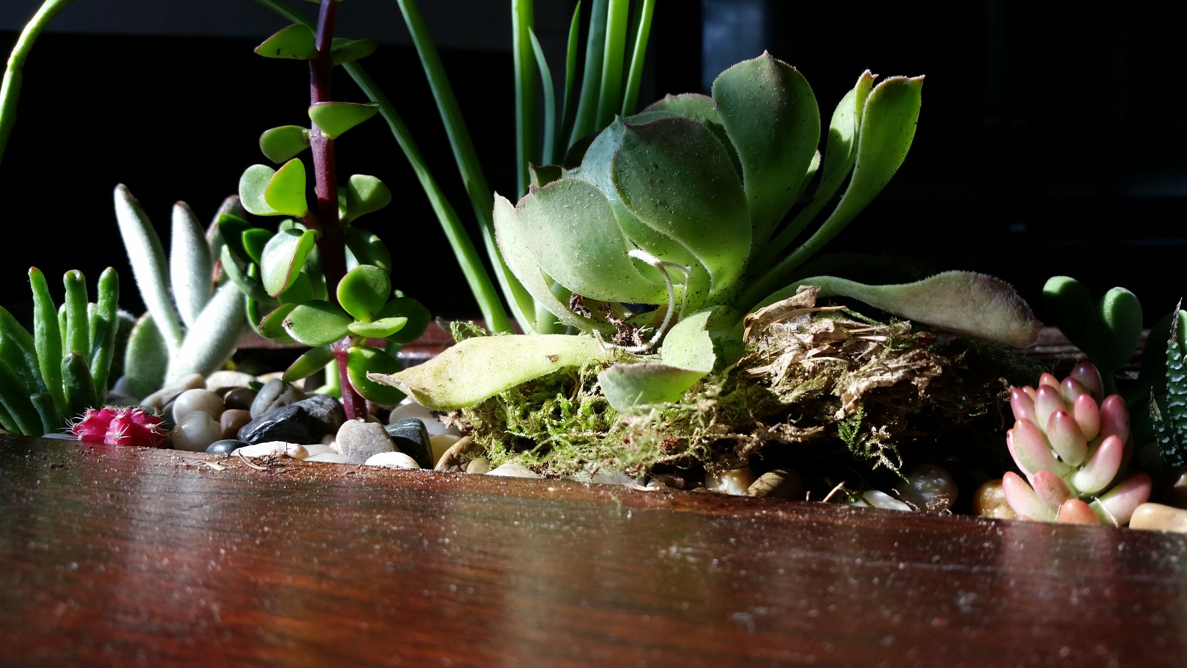 Shelf to Succulent Coffee Table Conversion. : 4 Steps (with Pictures ...