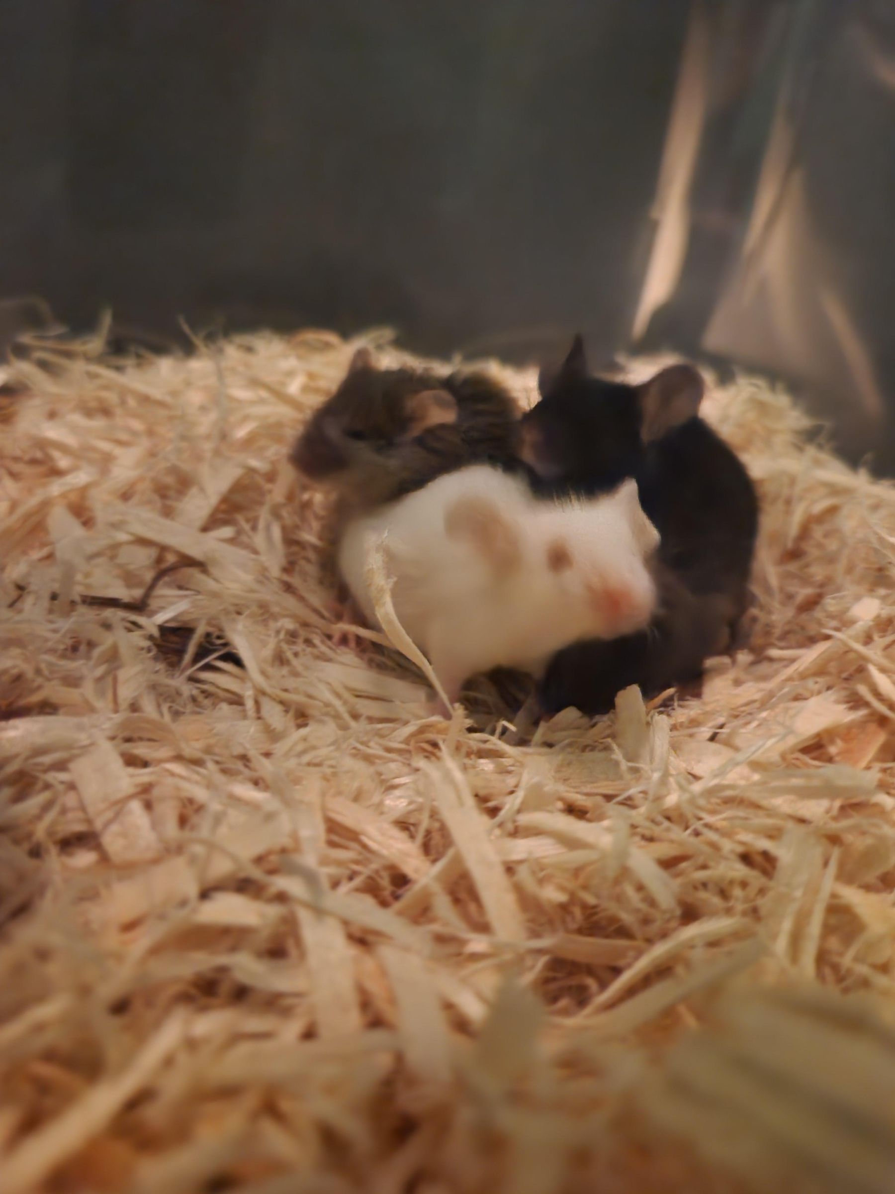 Rodent Motion Tracker and Logger - How Does Light Effect Nocturnal ...