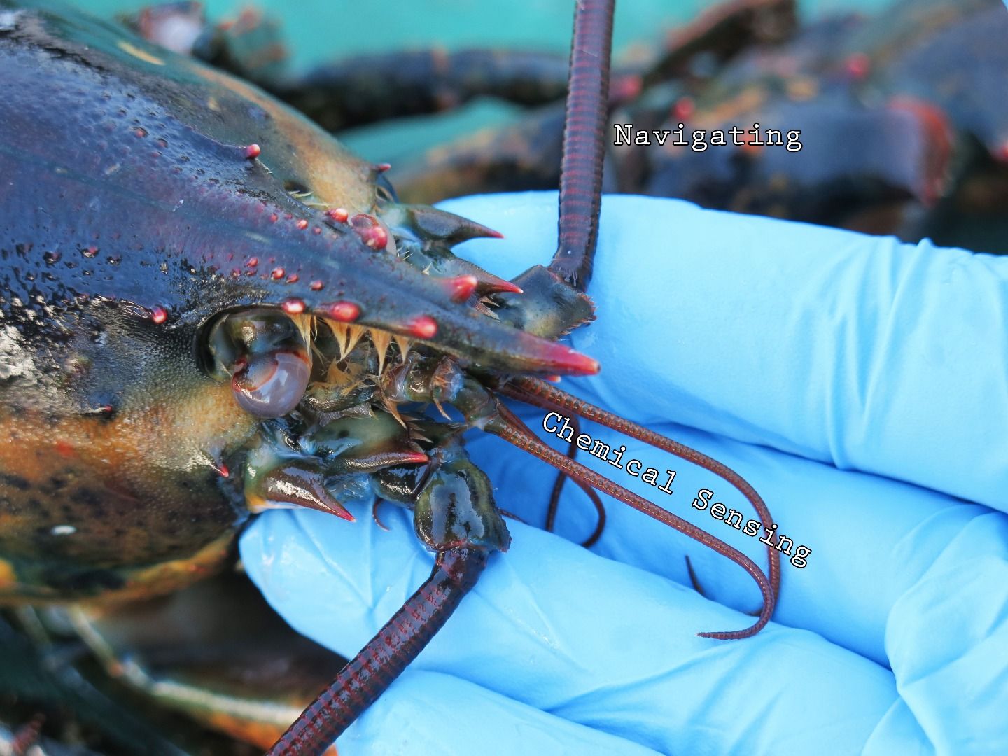Lobster Dissection : 11 Steps - Instructables