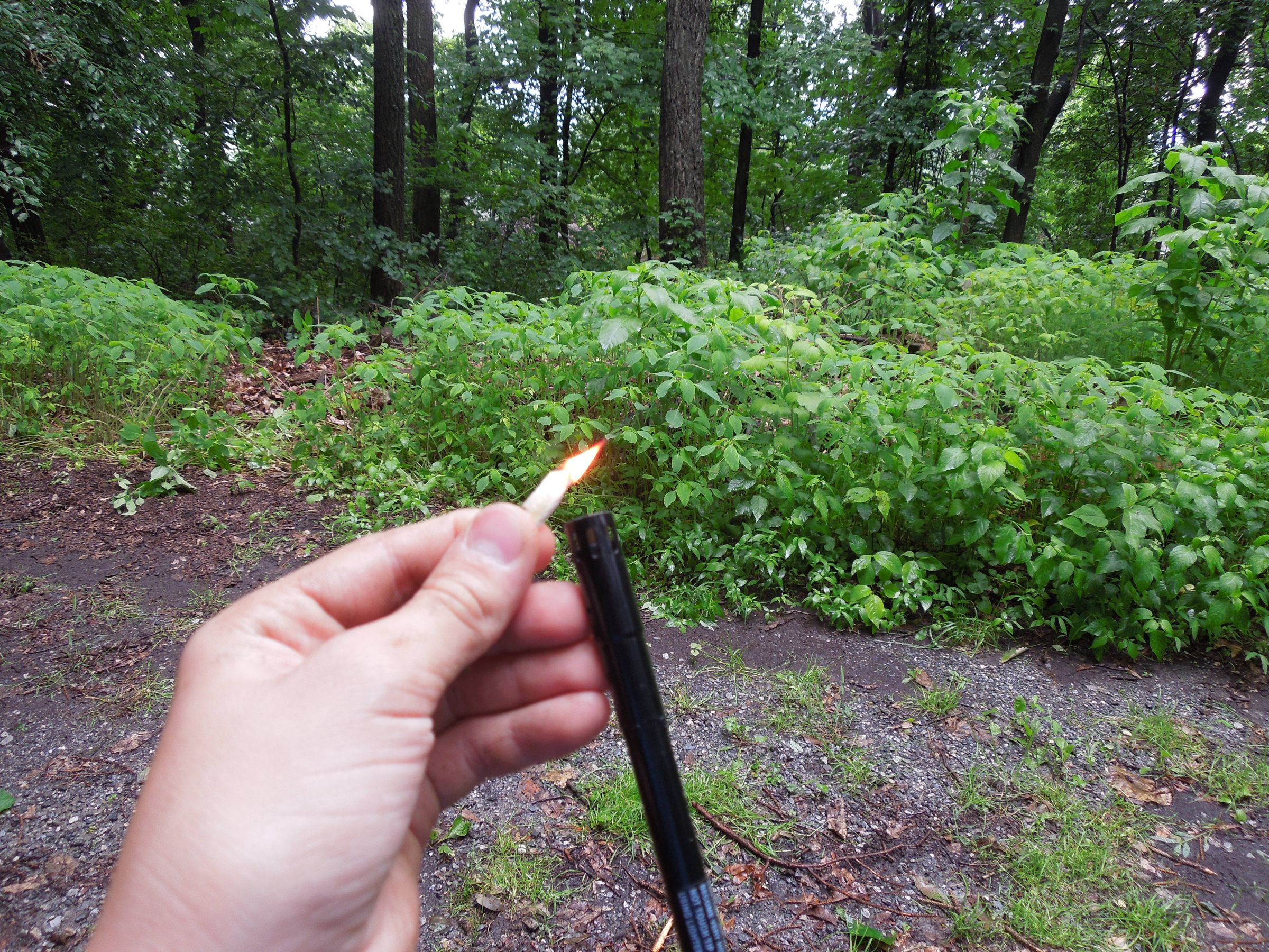 Build a Fire in the Rain/Wet Condidtions : 3 Steps - Instructables