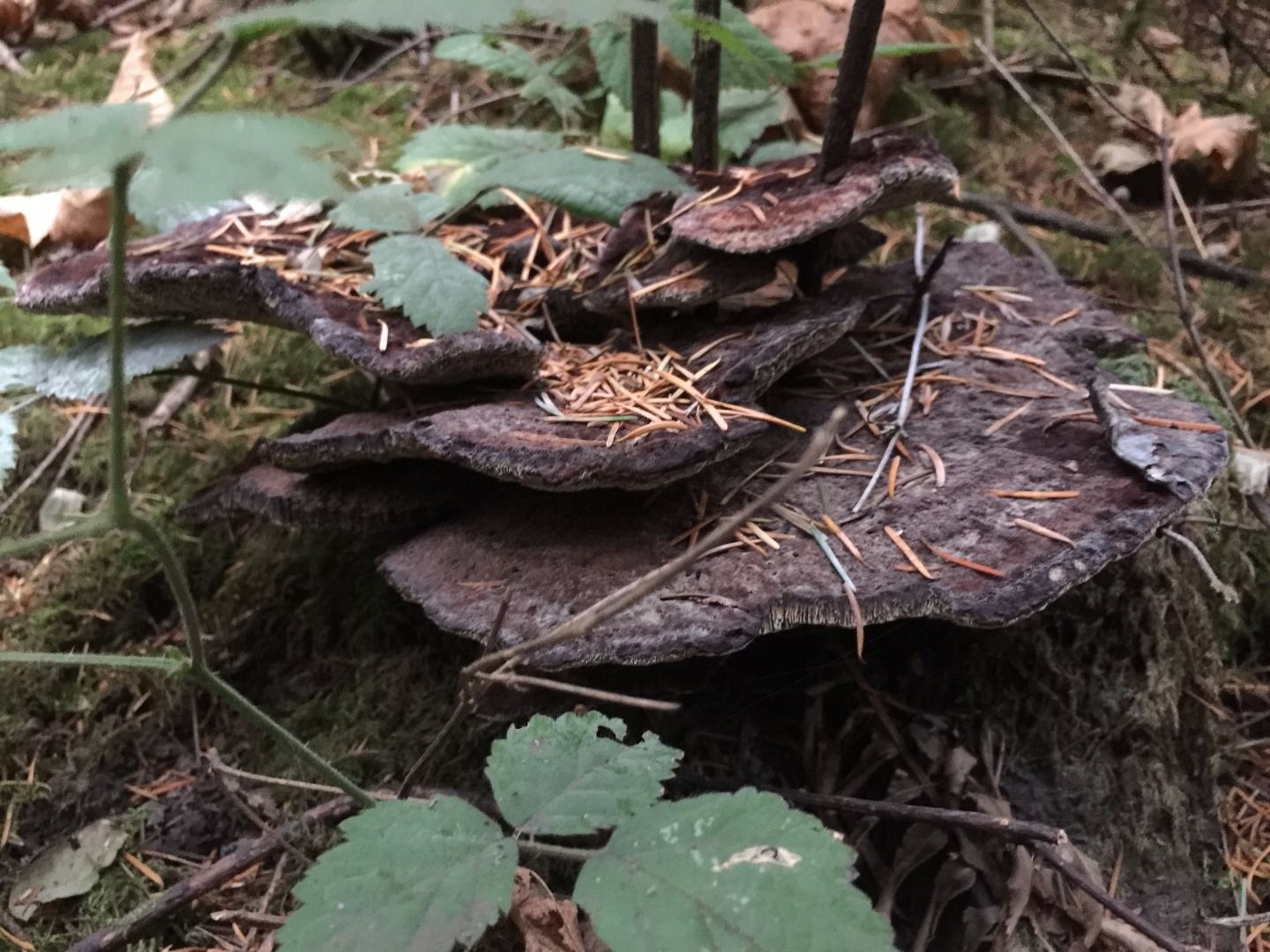 Nature Tracker: Parameter Mapping With the Intel Edison : 7 Steps (with Pictures) - Instructables