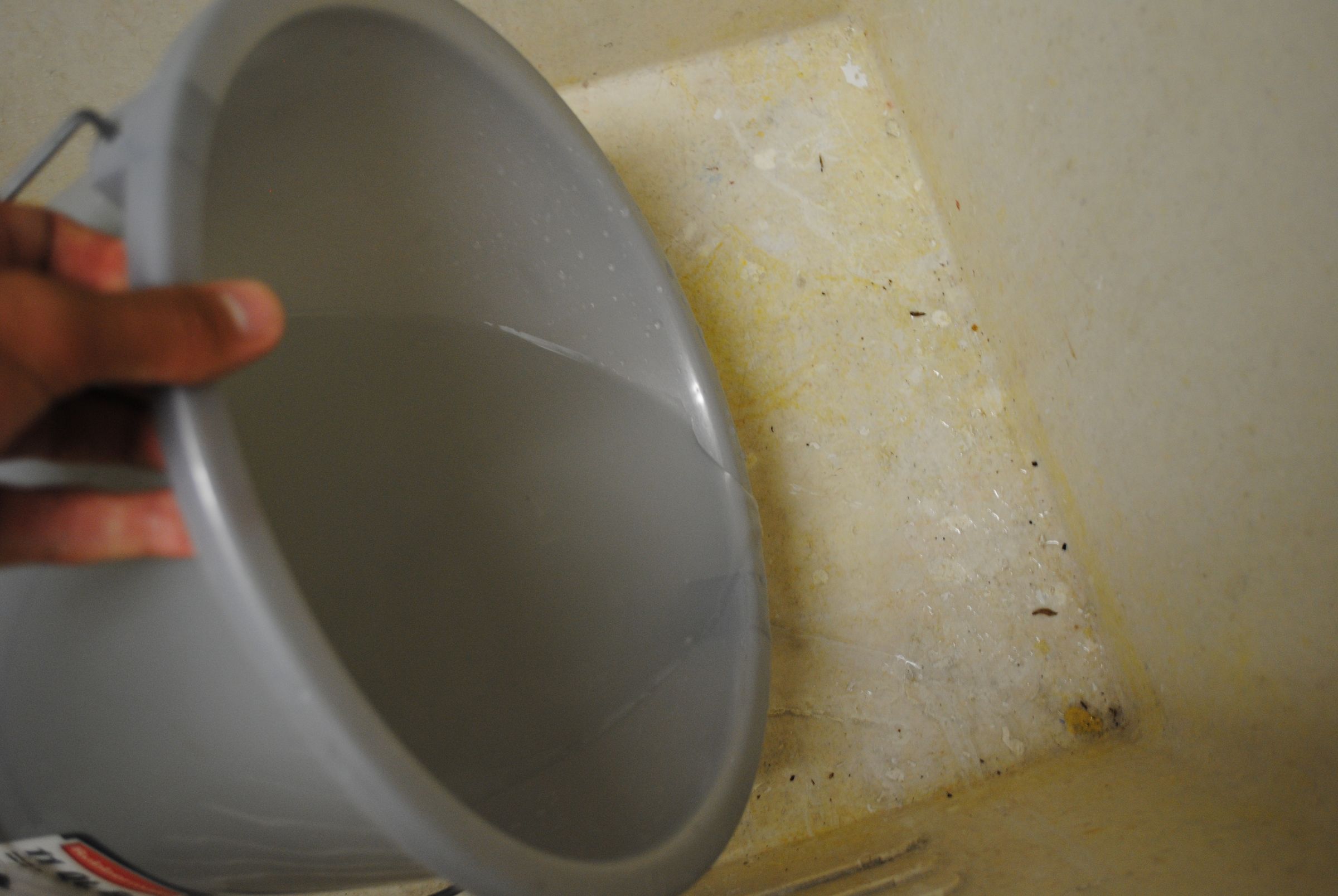 How to Bleach Sand Dollars : 6 Steps (with Pictures) - Instructables