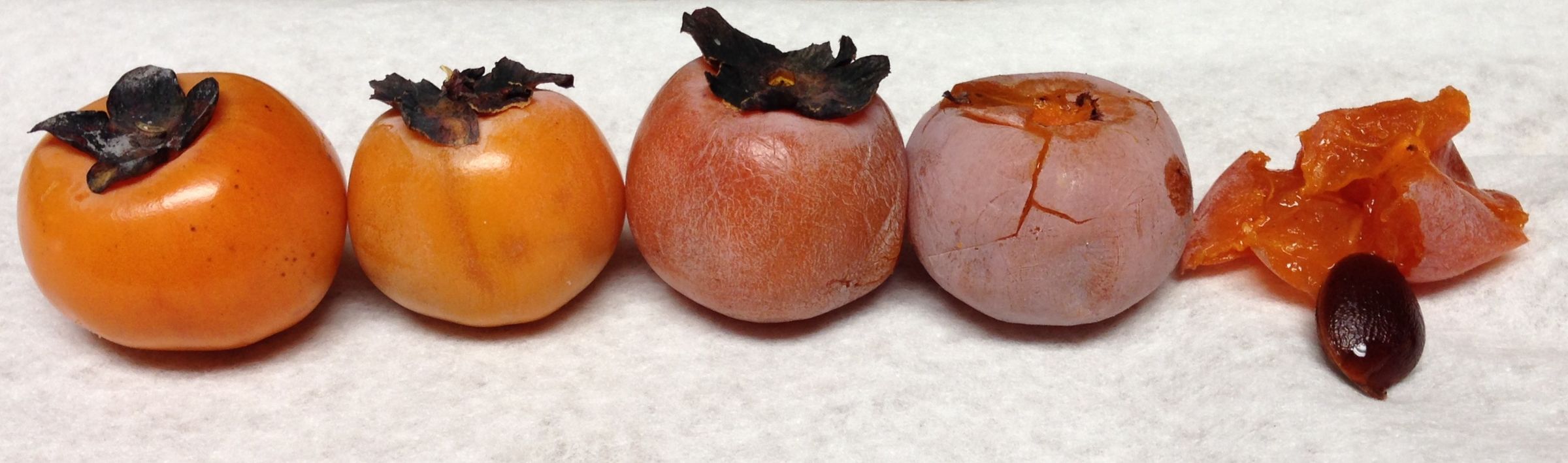 Harvesting, Processing, Cooking - Native Persimmon Bread : 18 Steps ...