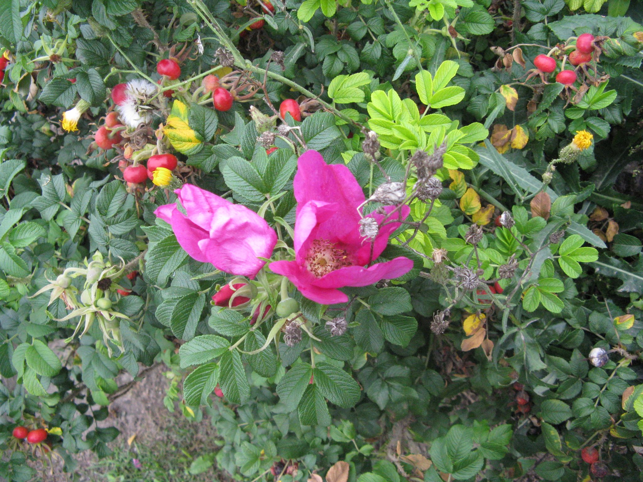 Sugar Free Rose Hip Jelly : 10 Steps (with Pictures) - Instructables