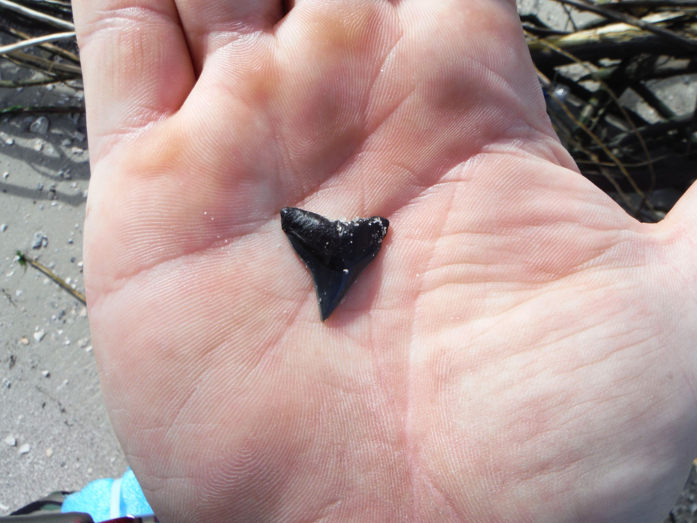 How to Find Shark Teeth : 10 Steps (with Pictures) - Instructables