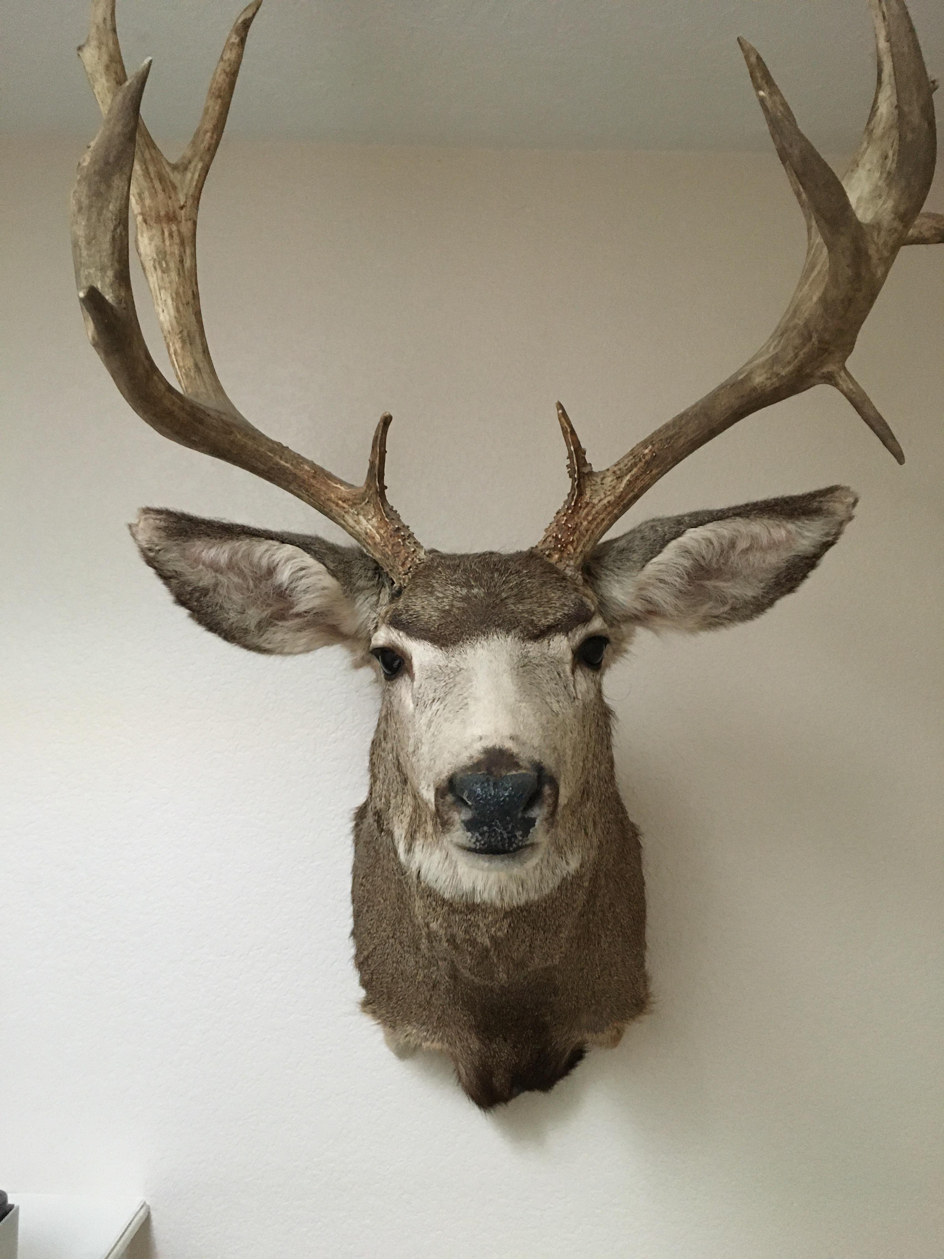 Wooden Deer Head : 11 Steps (with Pictures) - Instructables