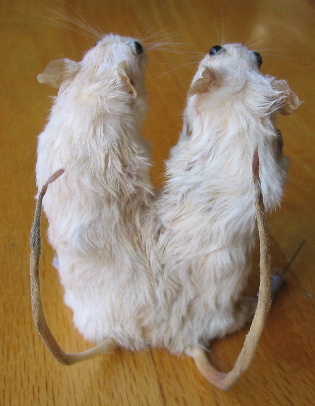 Conjoined Twin Mice : 4 Steps (with Pictures) - Instructables