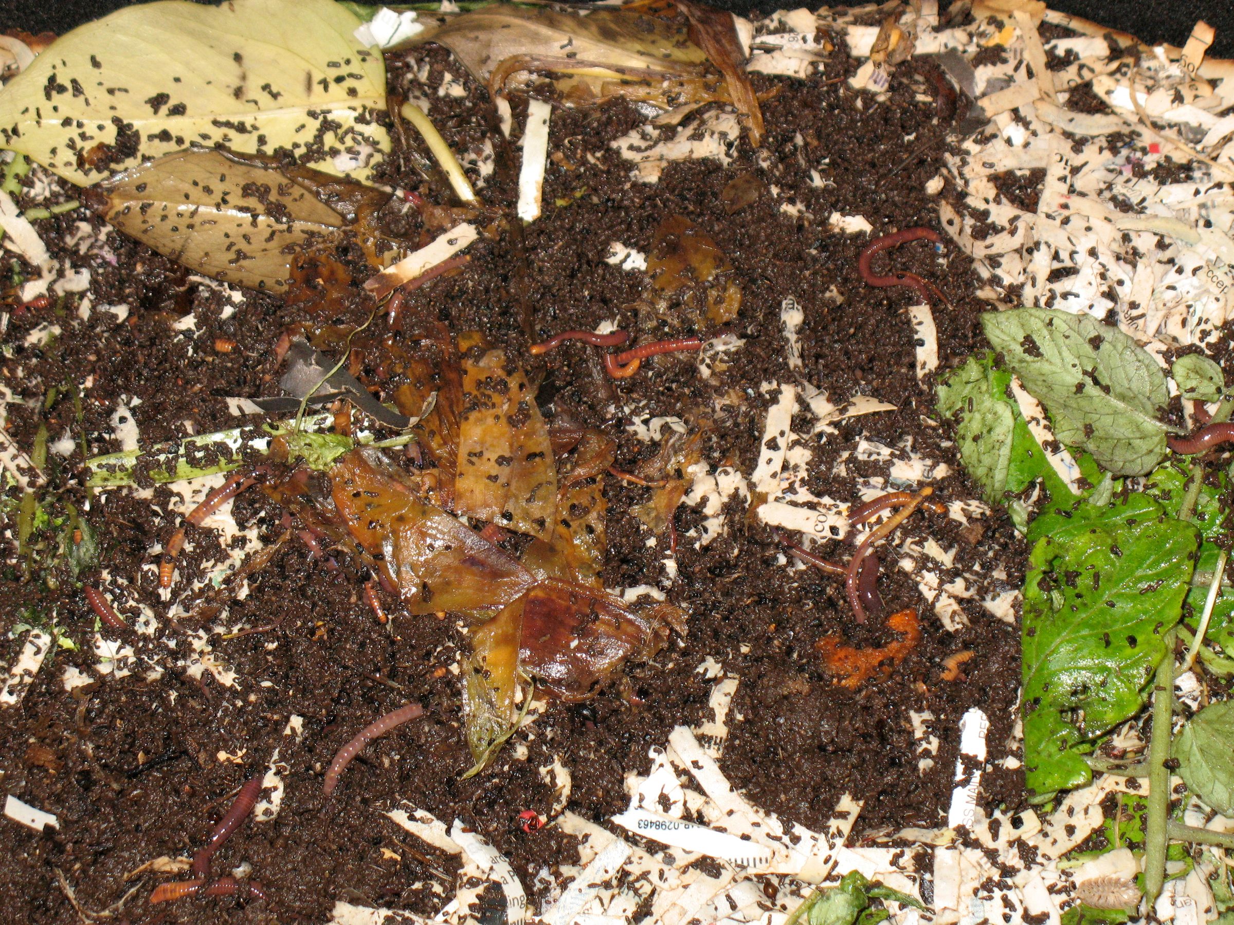 Worm Bin Bag for Indoor Vermicomposting and Easy Separation of Worms ...