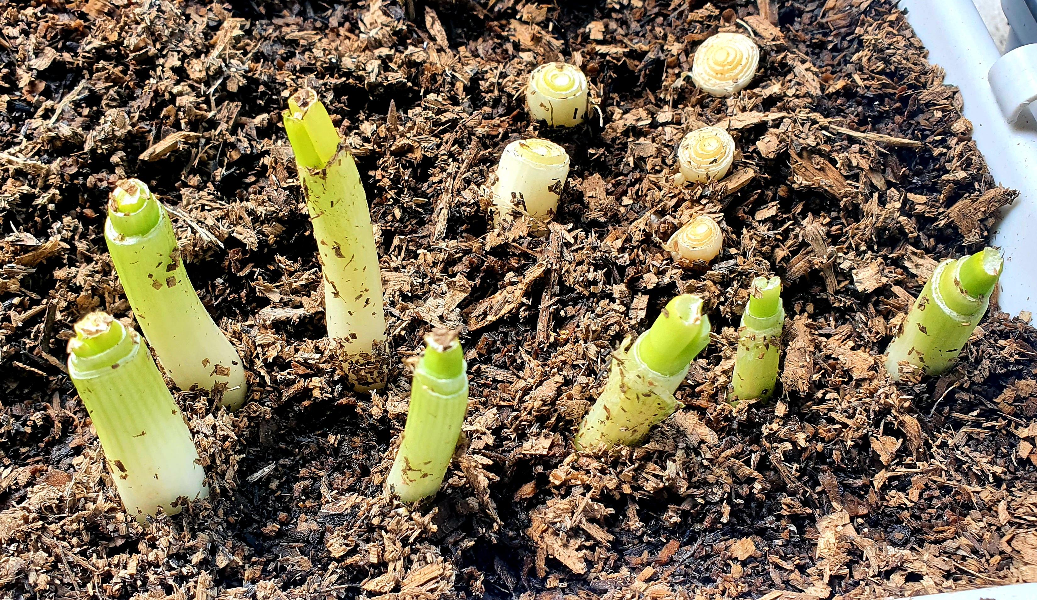 Re-growing Spring Onions : 8 Steps (with Pictures) - Instructables