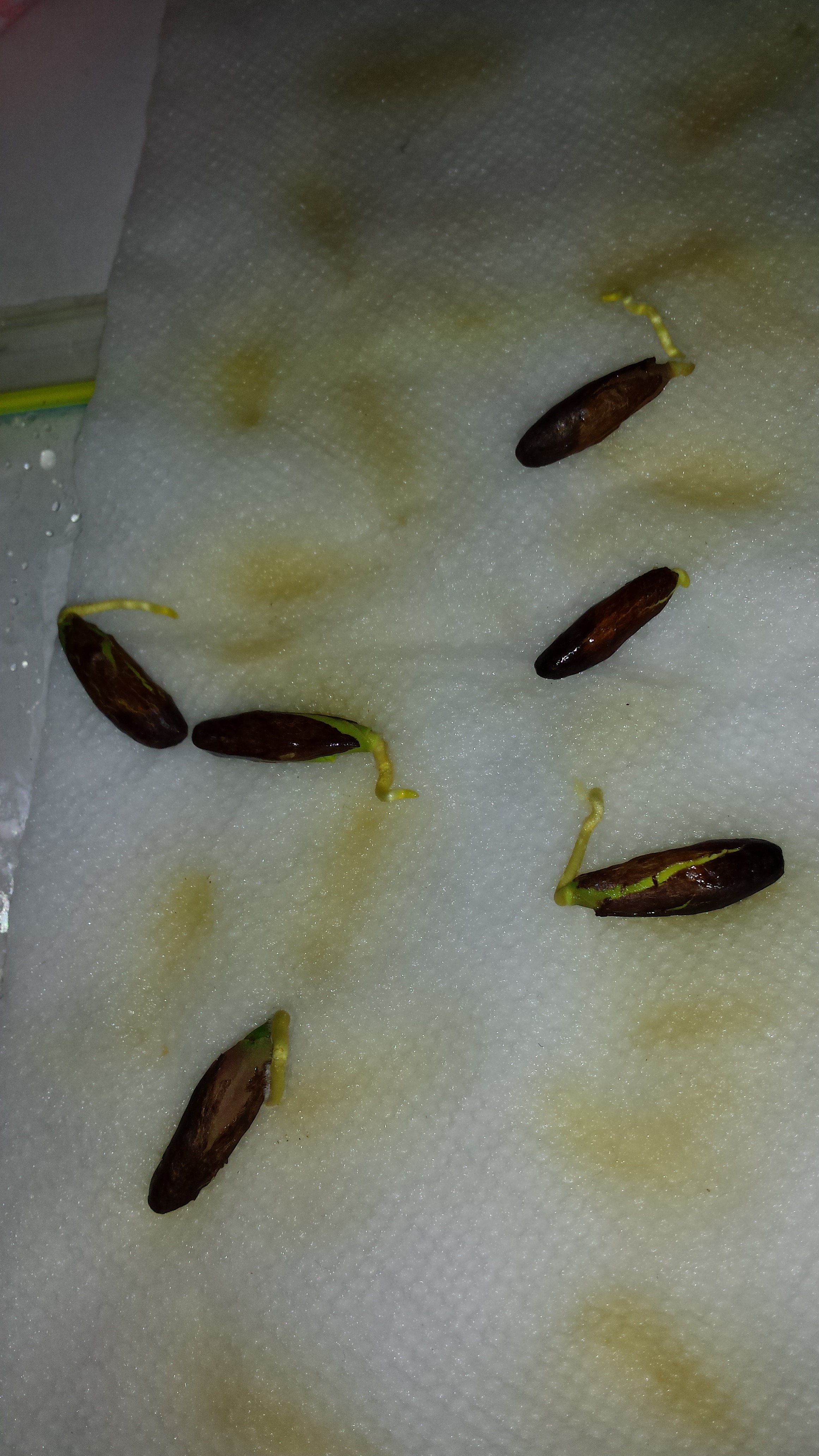 Germinate Terminalia Catappa Seeds - Indian Almond : 5 Steps ...
