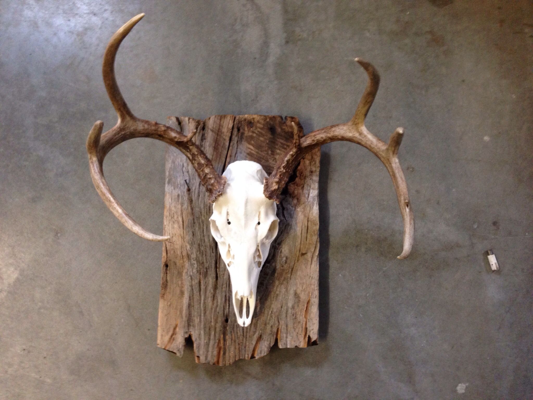 Cool Deer Skull Mounts