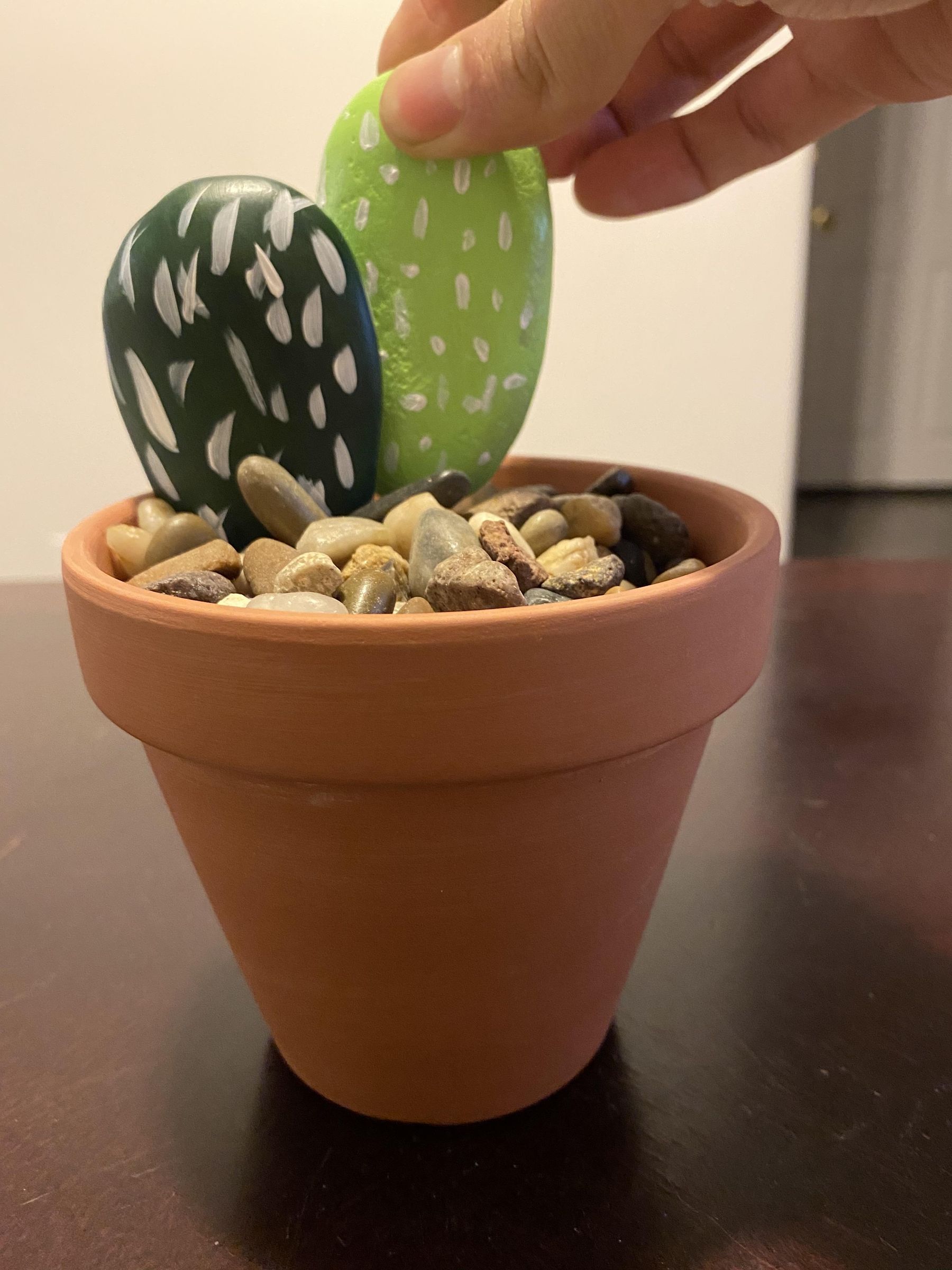 Living Rocks in a Pot : 10 Steps (with Pictures) - Instructables