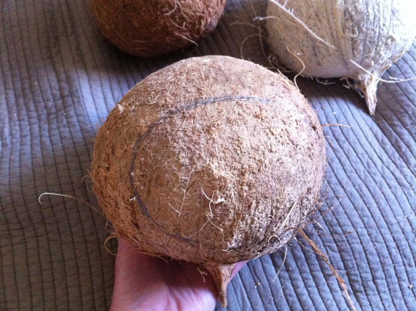 Coconut Hut | a Home for Birds & Creatures : 6 Steps (with Pictures ...