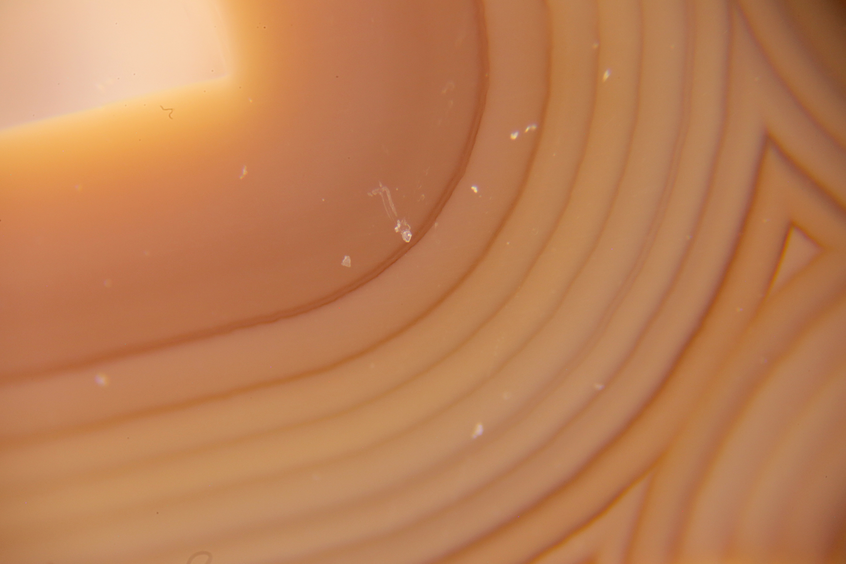 DSLR Microphotography : 12 Steps (with Pictures) - Instructables