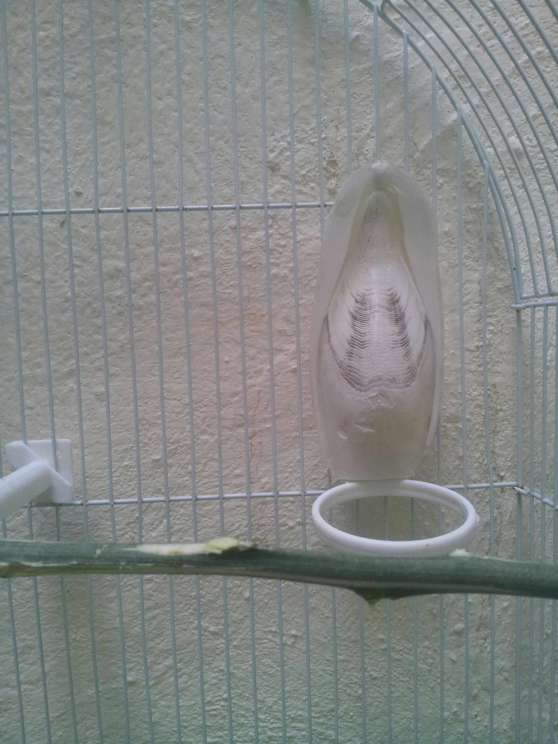 Zip Tie Cuttlebone Holder for Birds : 6 Steps - Instructables