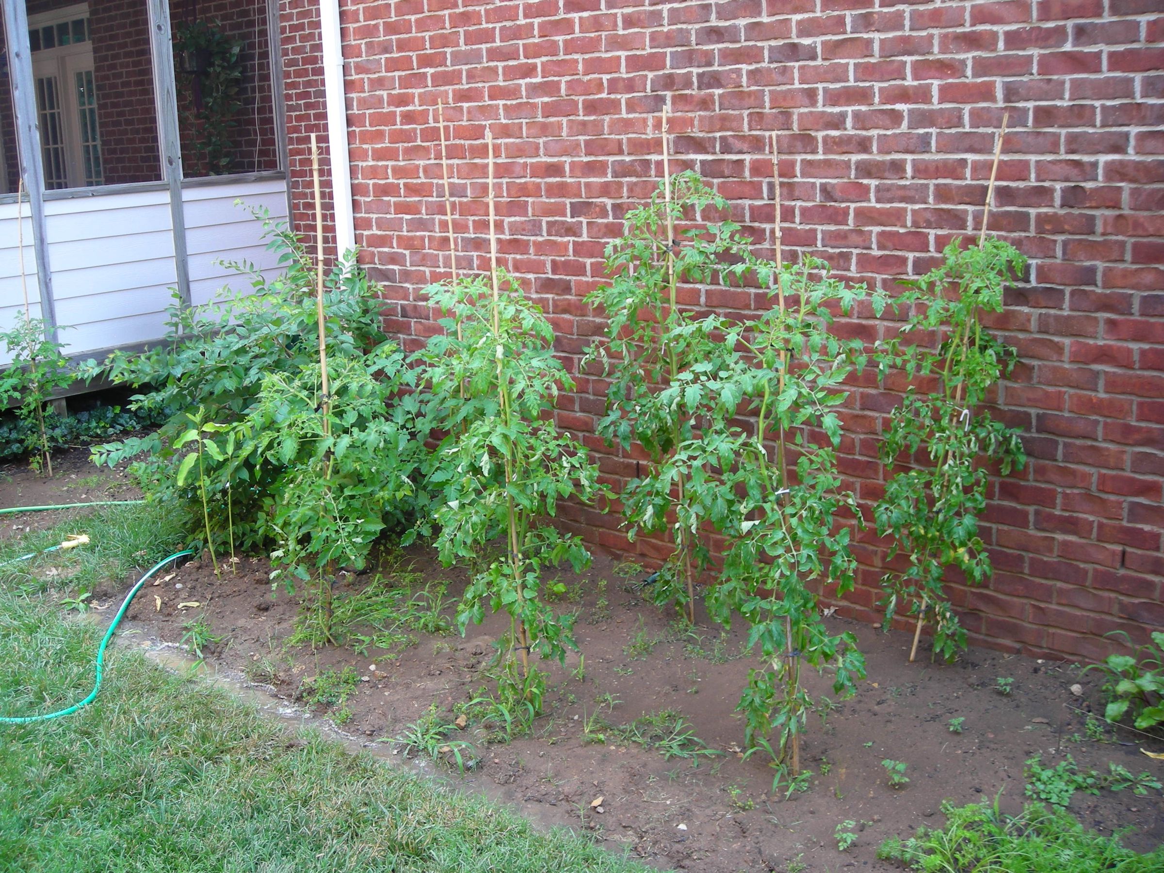 Kamatis Plant