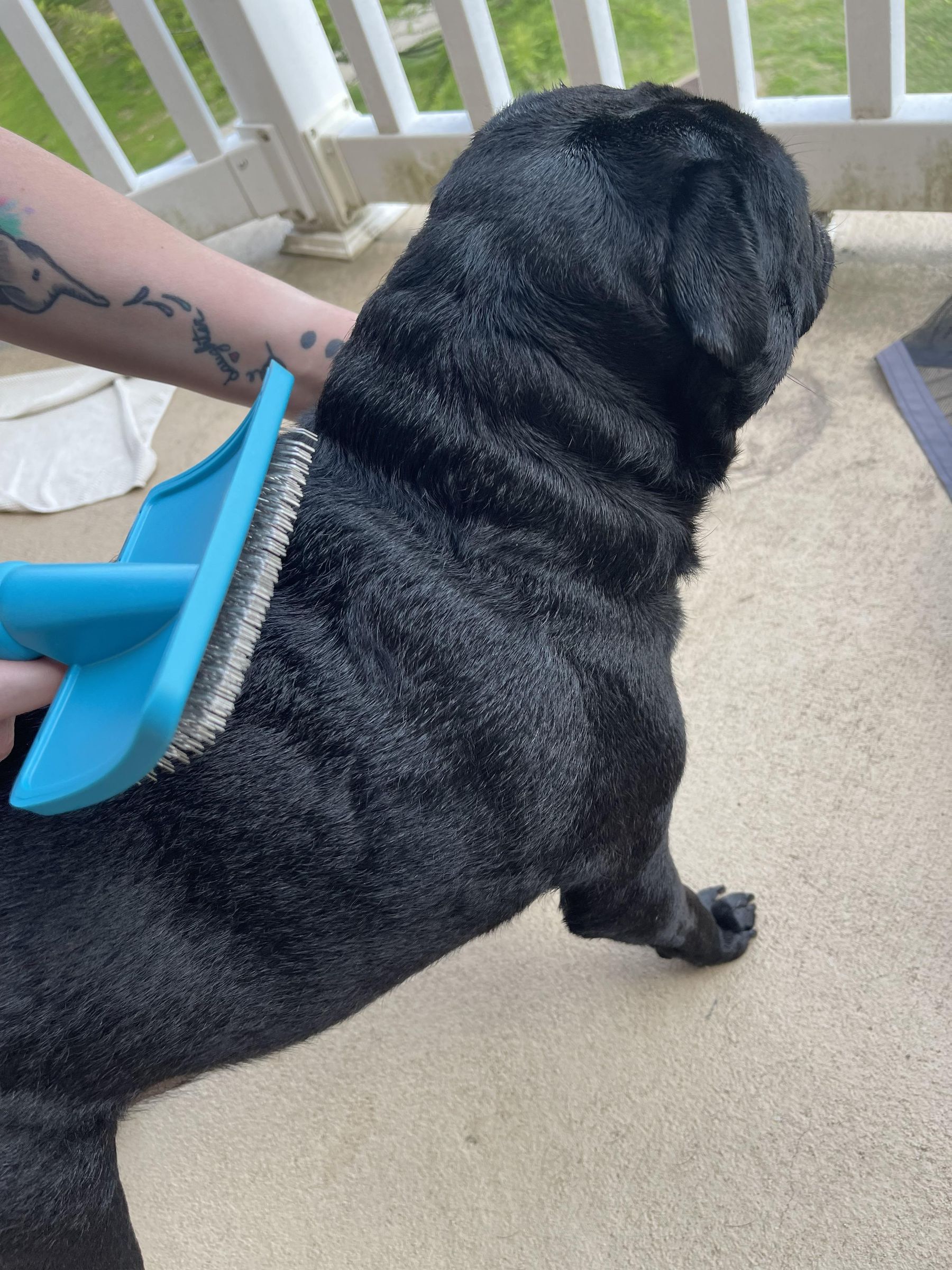 How to Groom Your Pug : 13 Steps (with Pictures) - Instructables