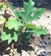 Air-prune Tree Seedlings : 4 Steps - Instructables