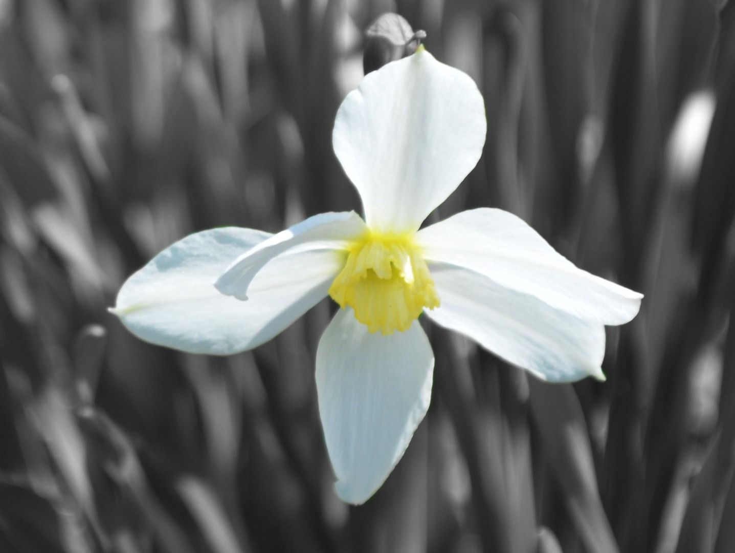 Black and White With Partial Color Effect : 5 Steps (with Pictures ...