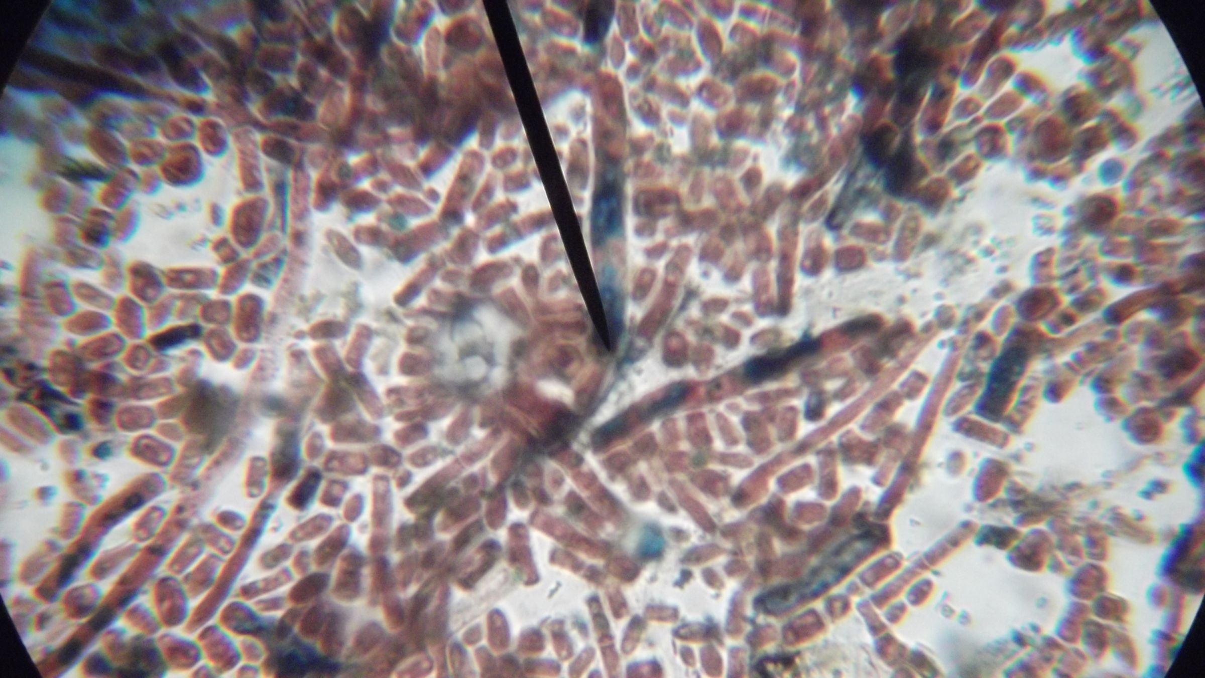 Testing for Microbes in Soil (Sterilized) Friendly Types. - Instructables