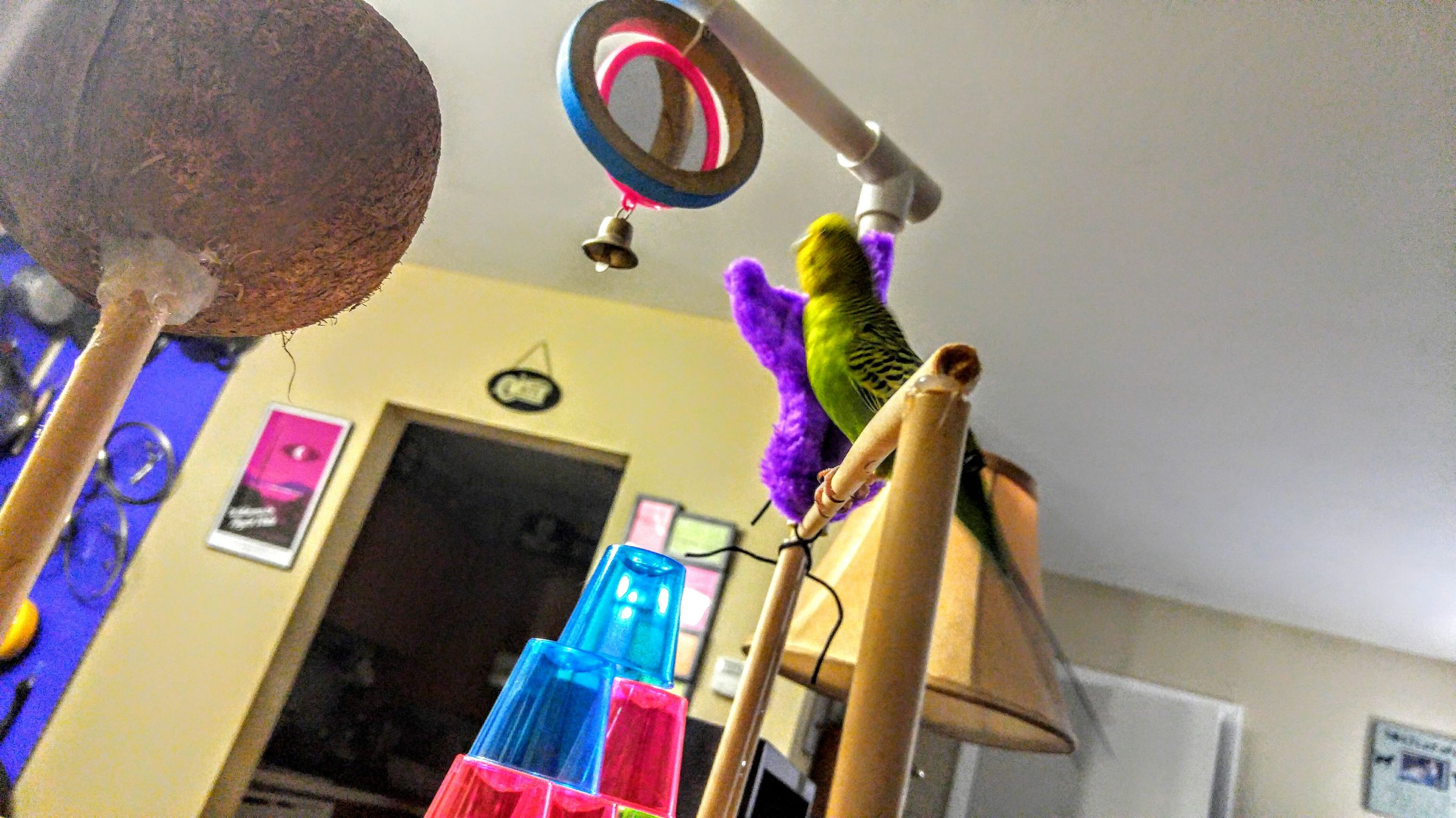 Parakeet Playground : 9 Steps - Instructables