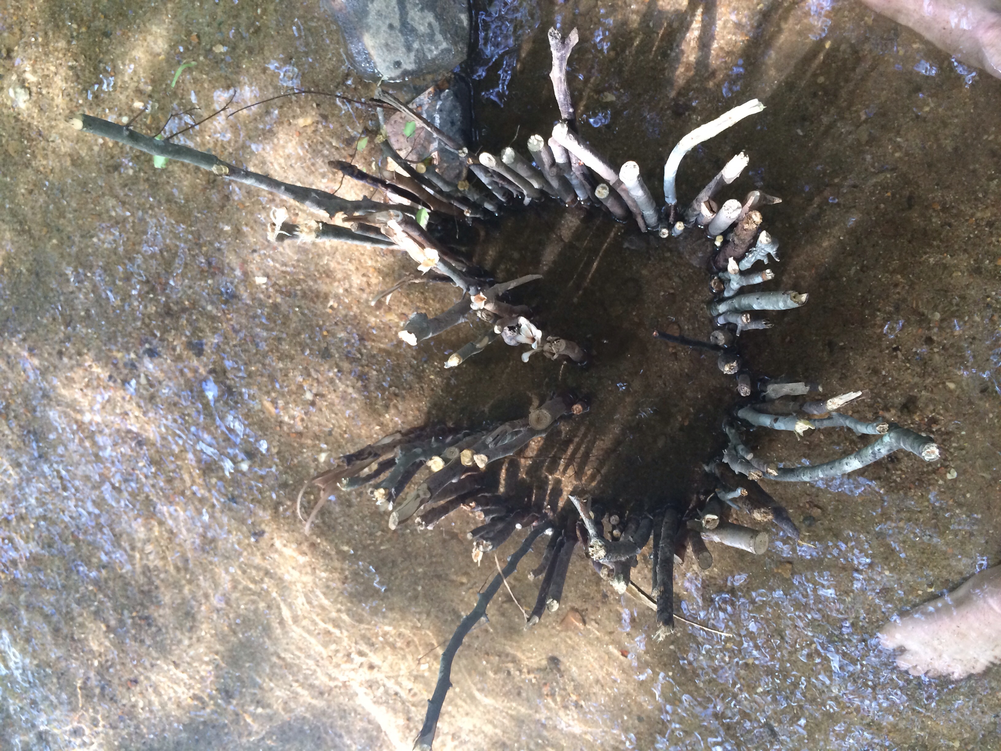 Primitive Fish Trap : 5 Steps - Instructables