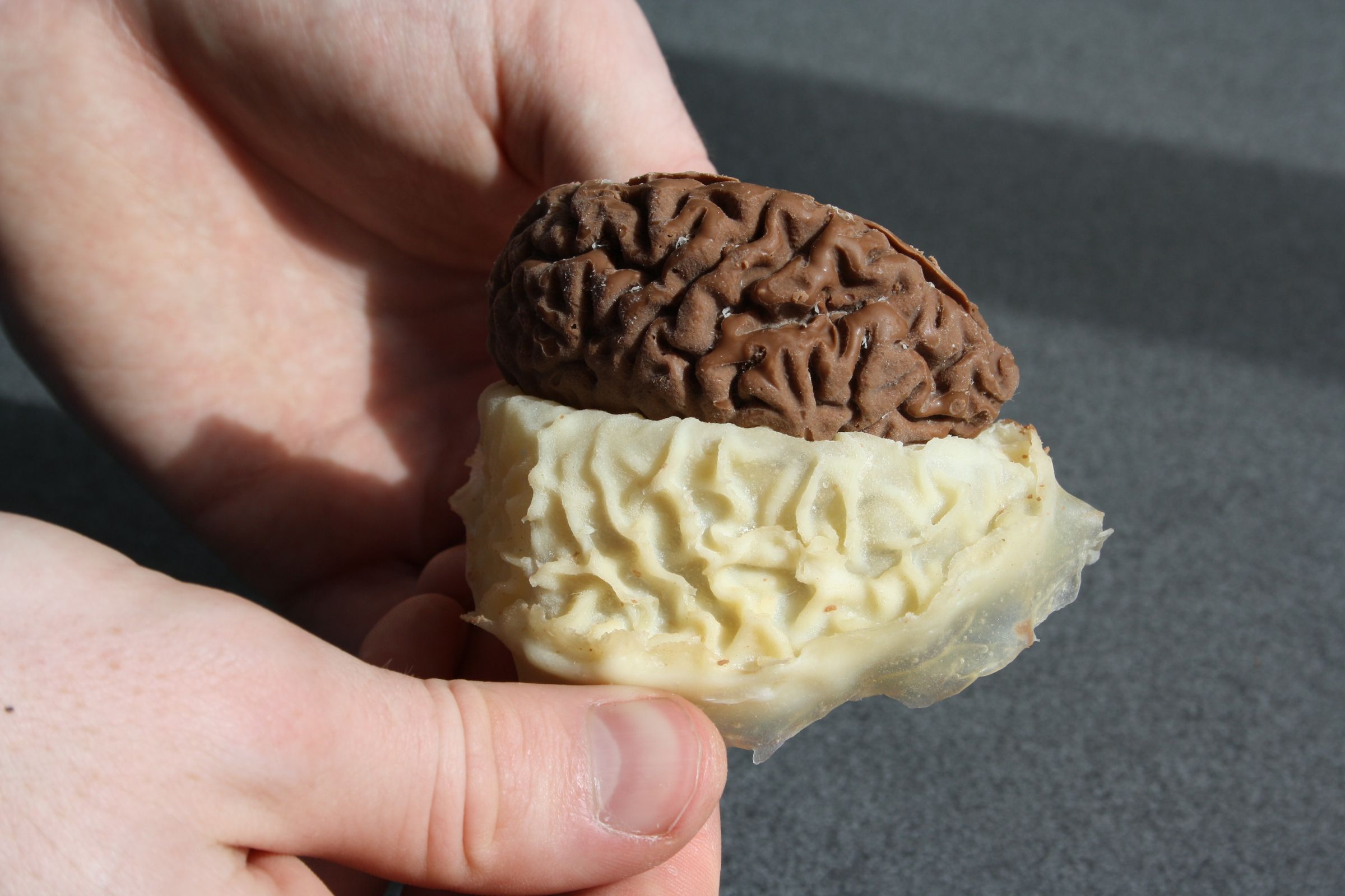 Edible Chocolate Brain From MRI Scan : 9 Steps (with Pictures ...