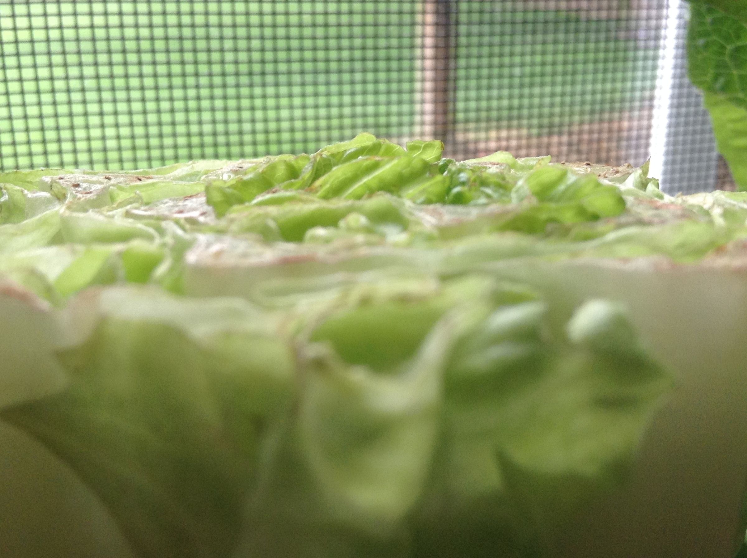 Regrow Lettuce and Celery Scraps Indoors (Super Easy!) : 7 Steps (with ...