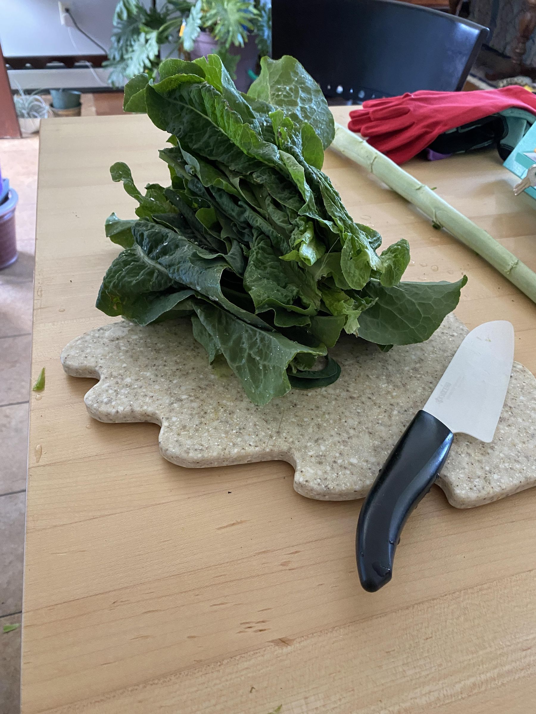 Celtuce Salad : 4 Steps (with Pictures) - Instructables
