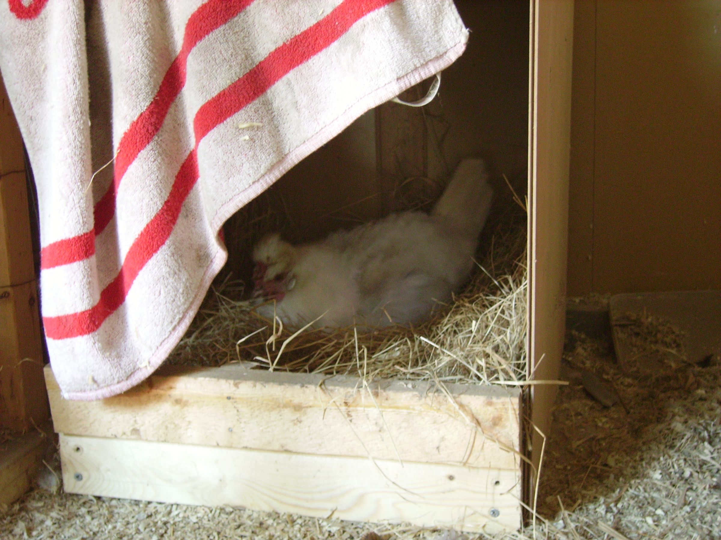 Hatching Chicken Eggs Naturally : 12 Steps (with Pictures) - Instructables