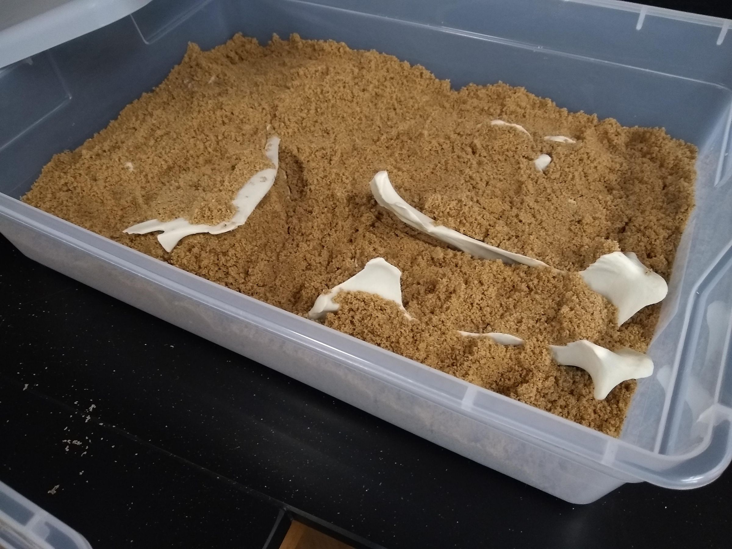 Forensic Anthropology With 3D Printed Bones : 8 Steps (with Pictures ...