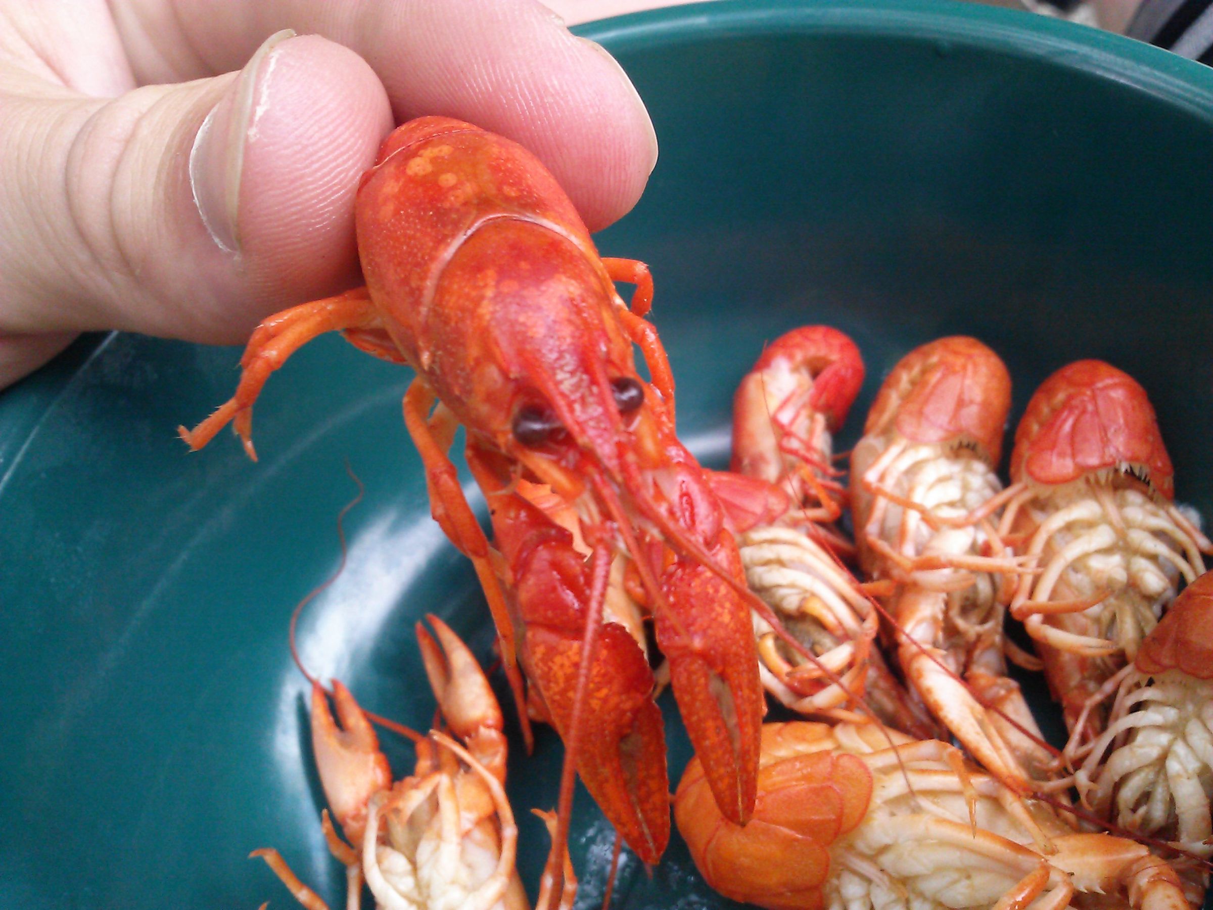 Boiling Fresh Crayfish - a Timeless Tradition : 4 Steps (with Pictures ...