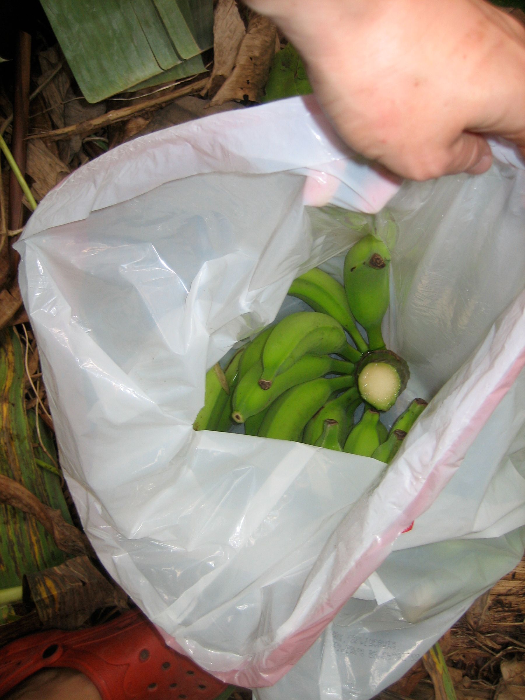 How to Harvest Bananas : 9 Steps (with Pictures) - Instructables