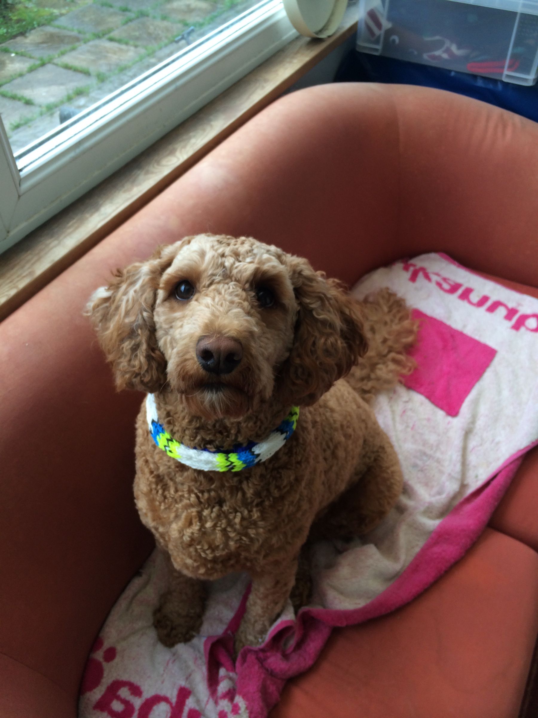 Loom Band Dog Collar Revamp : 8 Steps - Instructables