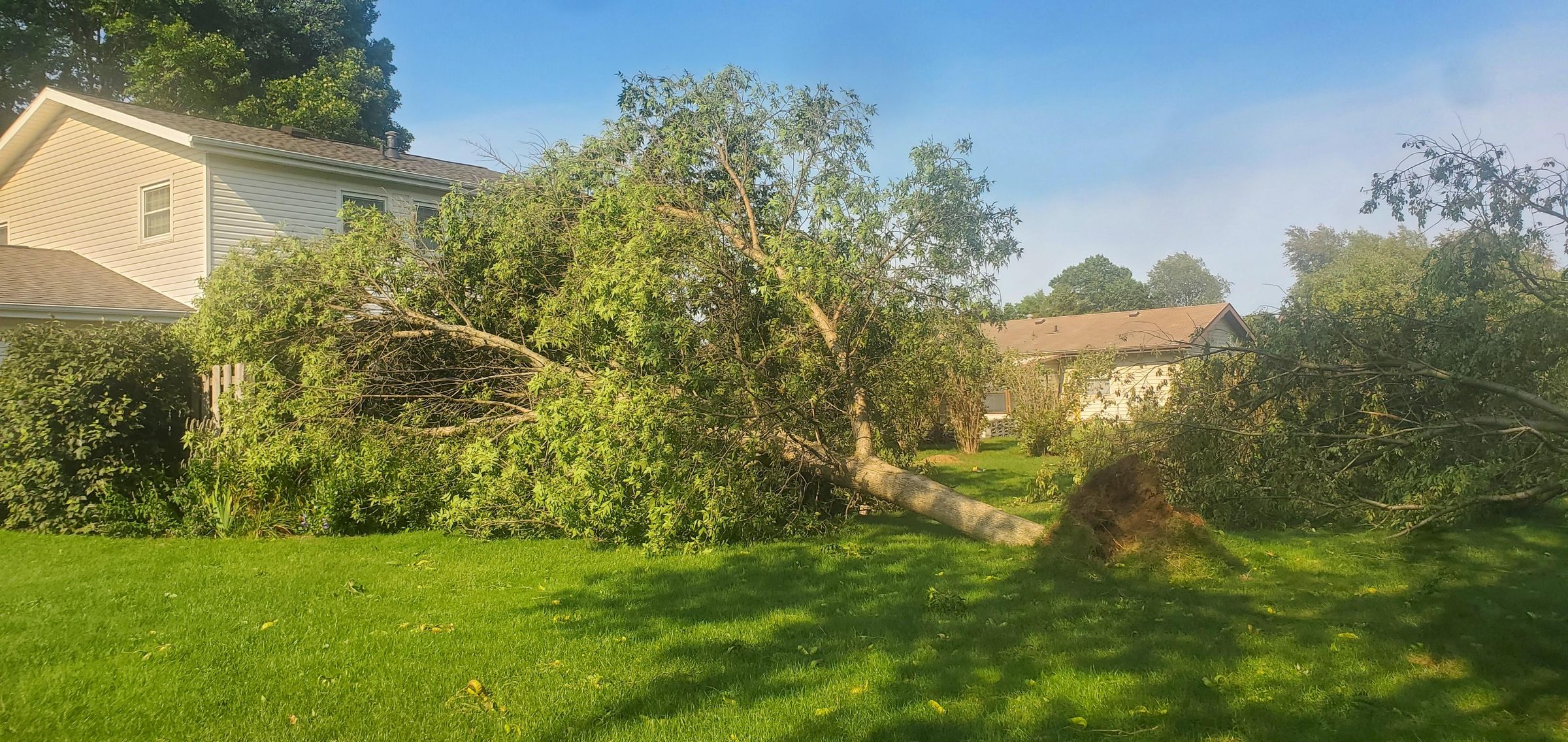 Make Hard Wood Floors From a Tree : 10 Steps (with Pictures ...
