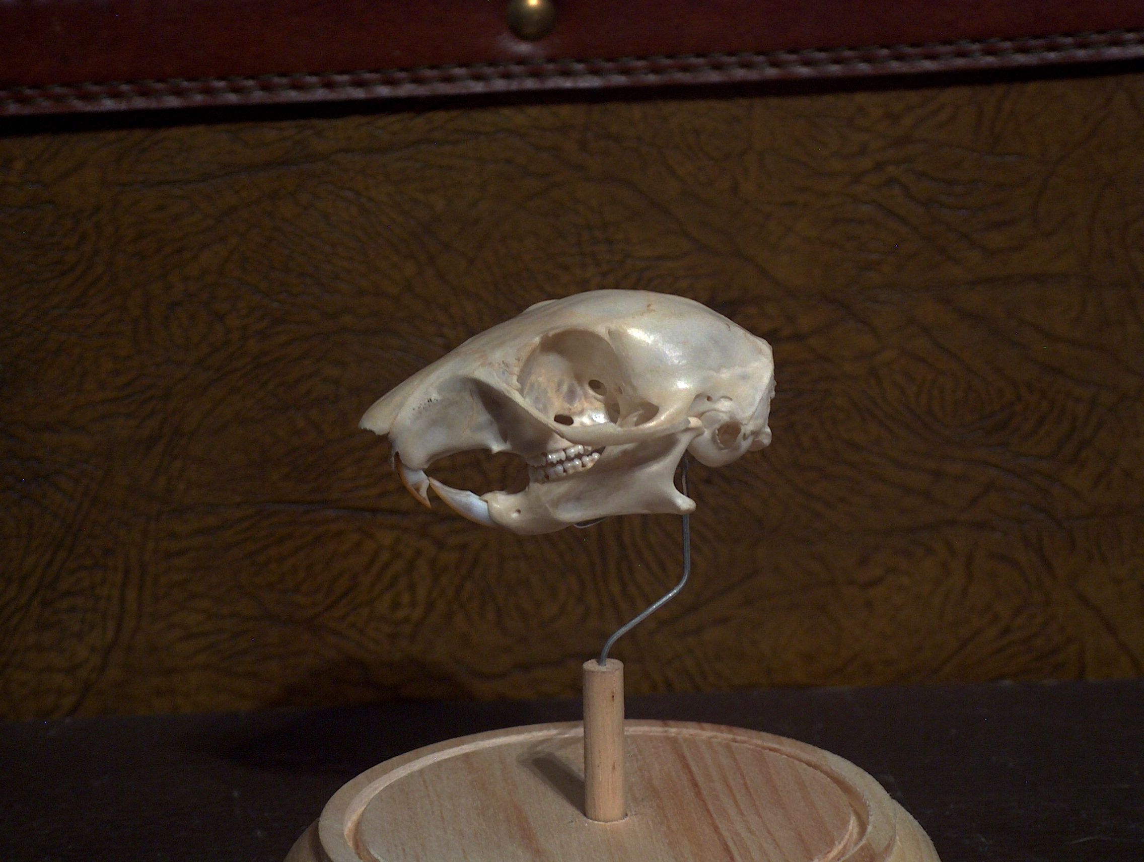 Simple Skull Display (with Pictures) - Instructables