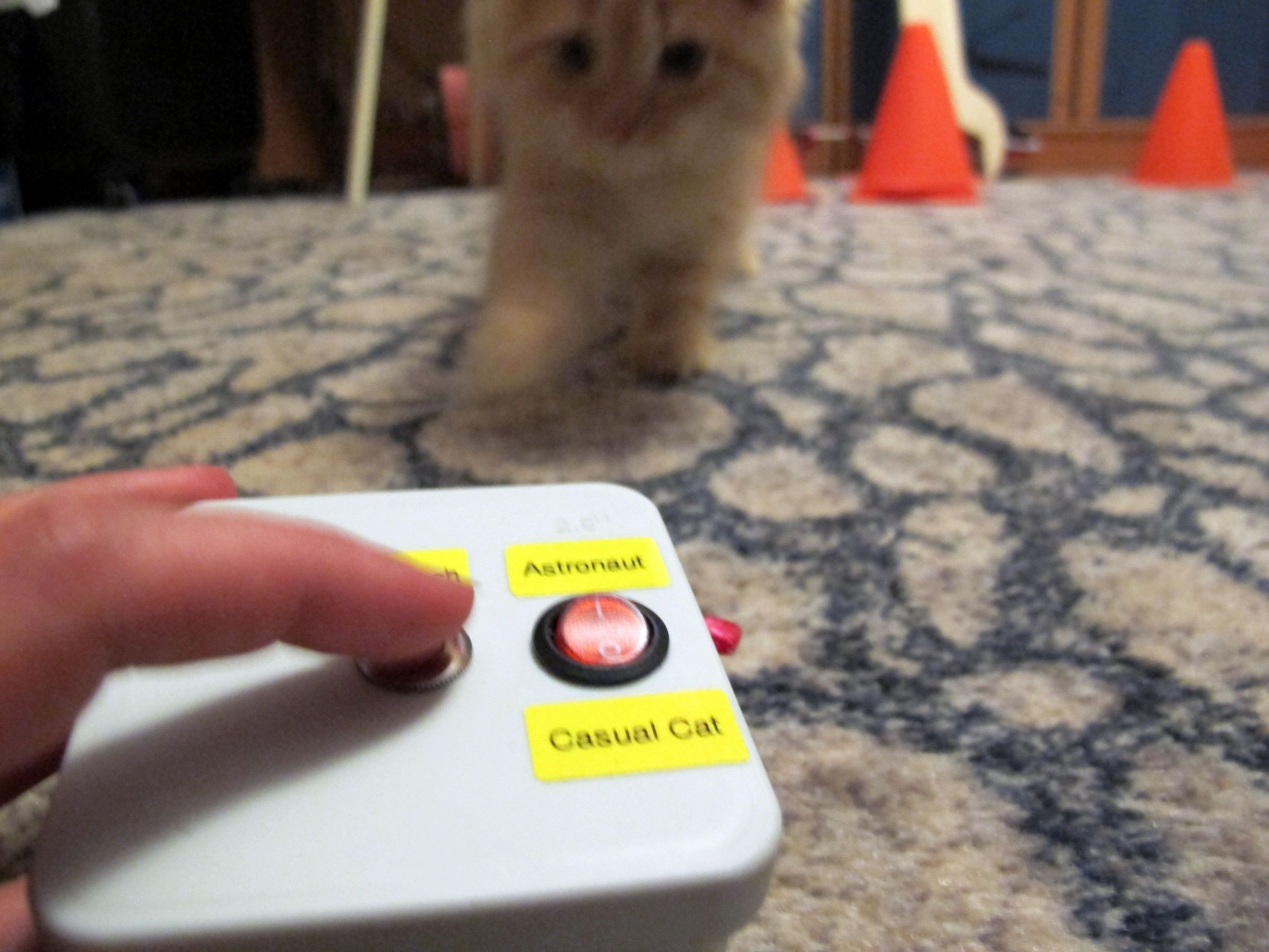 The Cat Launcher - Energetic Cat's Workout Toy or Just a Lazy Owner ...