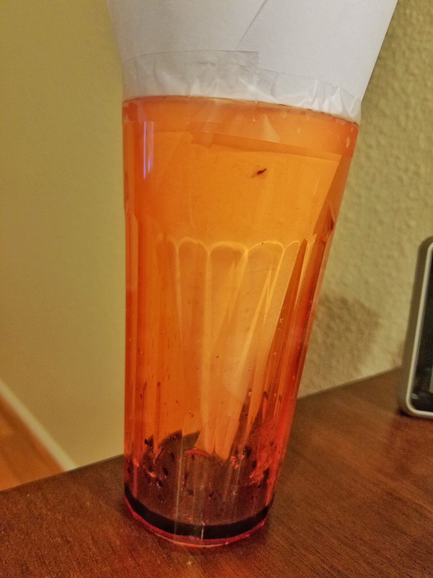 Easy Kitchen Gnat Trap : 5 Steps - Instructables