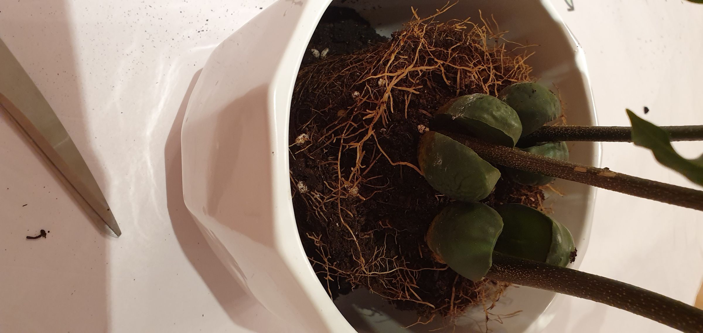 Re-Pot a Magical Bean : 6 Steps (with Pictures) - Instructables