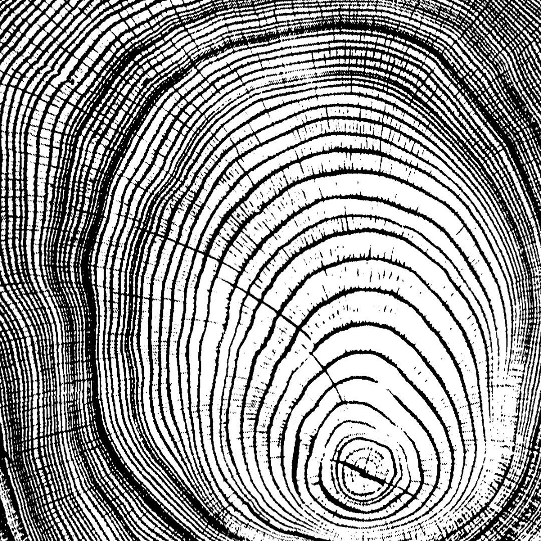 Lasercut Tree Ring Coasters : 3 Steps (with Pictures) - Instructables