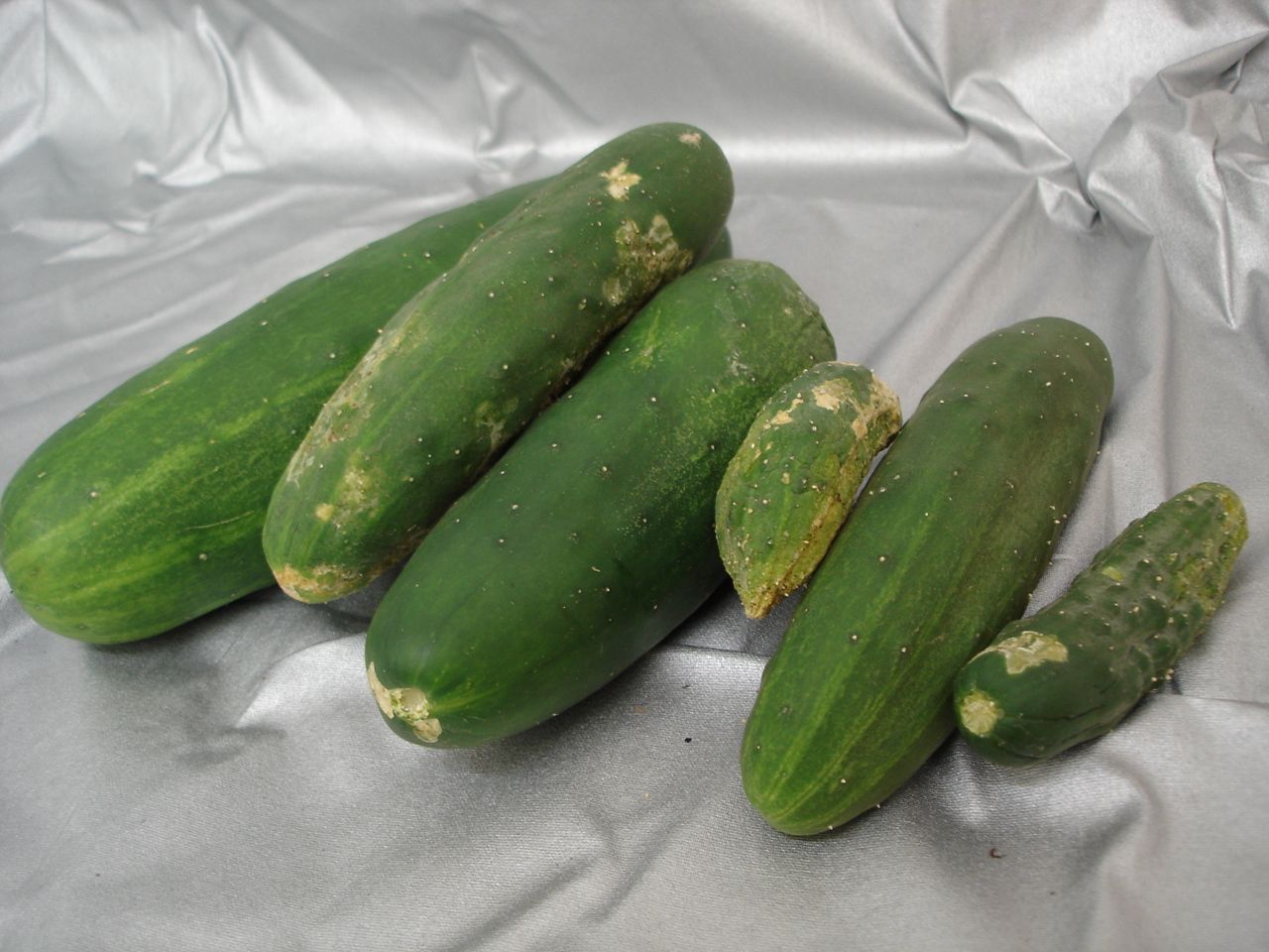 Grow Organic Food Without Spending $ : 9 Steps (with Pictures ...