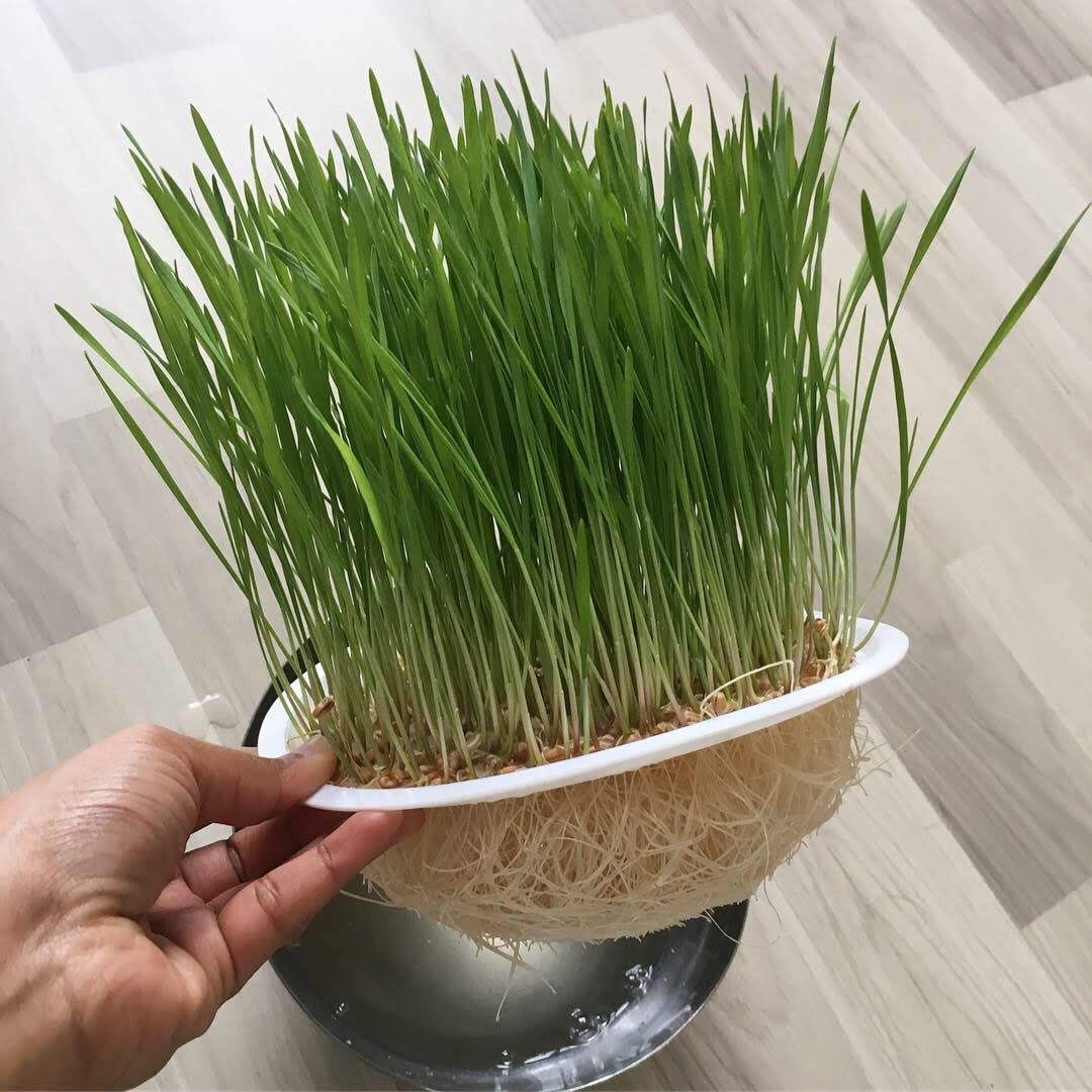 Hydroponic Microgreens Year Round Indoor Garden : 6 Steps (with ...