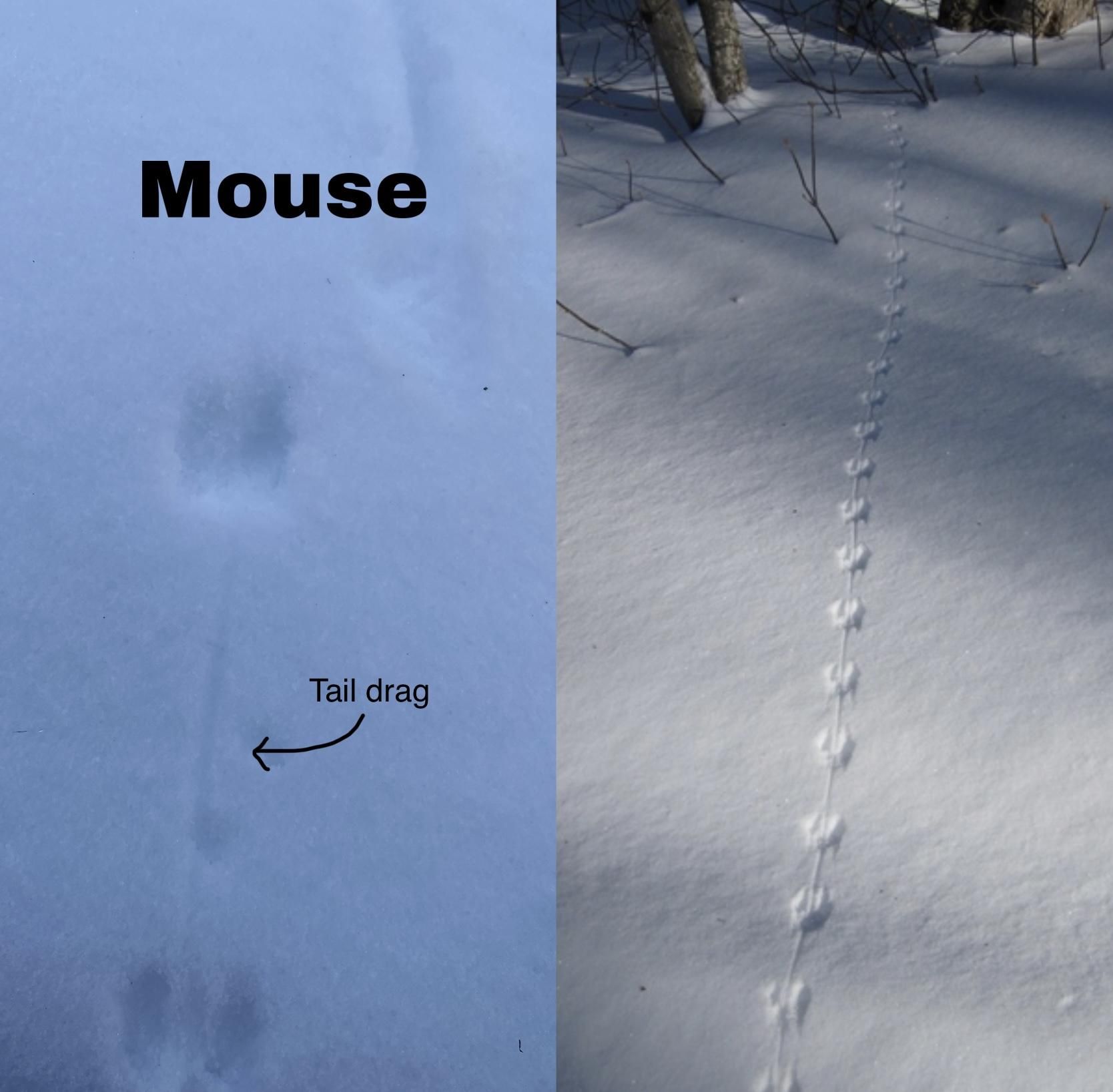 Identifying Wildlife Tracks : 4 Steps - Instructables