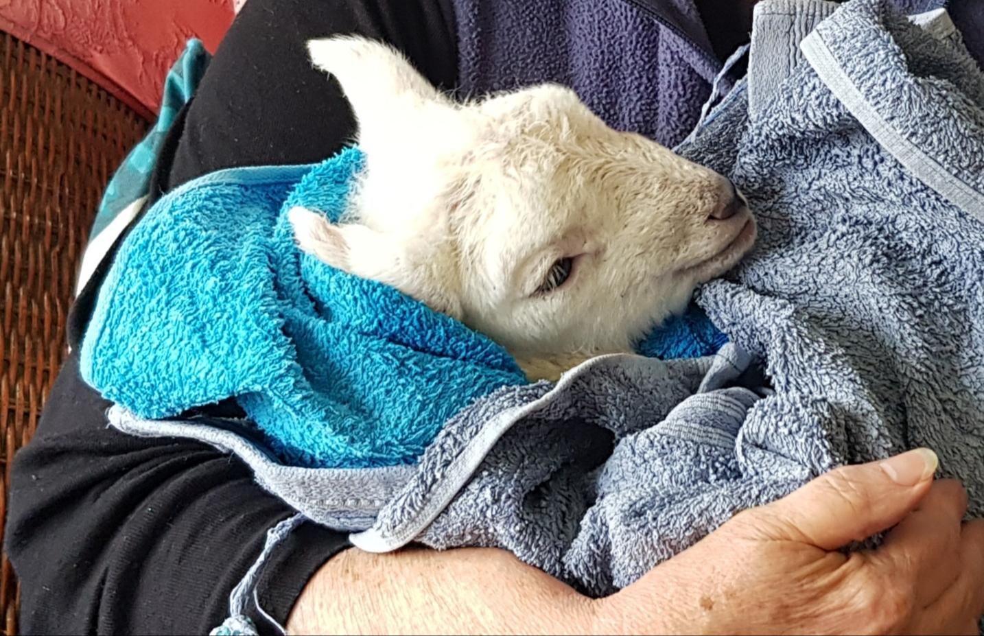 Raising Orphan Lambs : 4 Steps (with Pictures) - Instructables