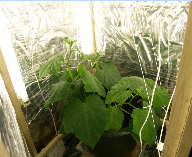 Time-Machine for Plants :-) : 5 Steps (with Pictures) - Instructables
