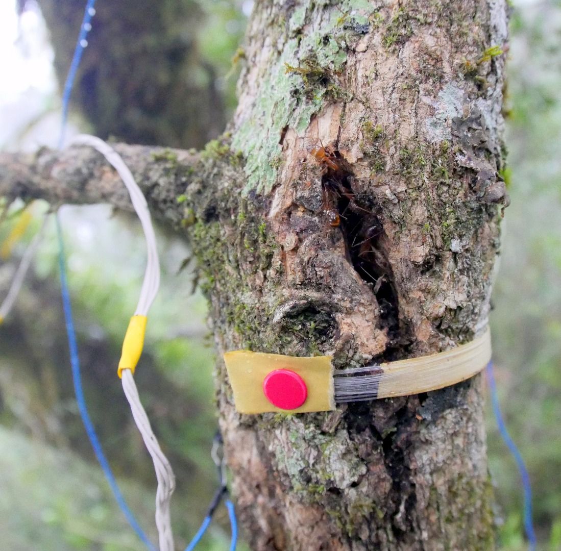 Fiber-Optic Jungle Insect Traffic Taster : 17 Steps (with Pictures ...