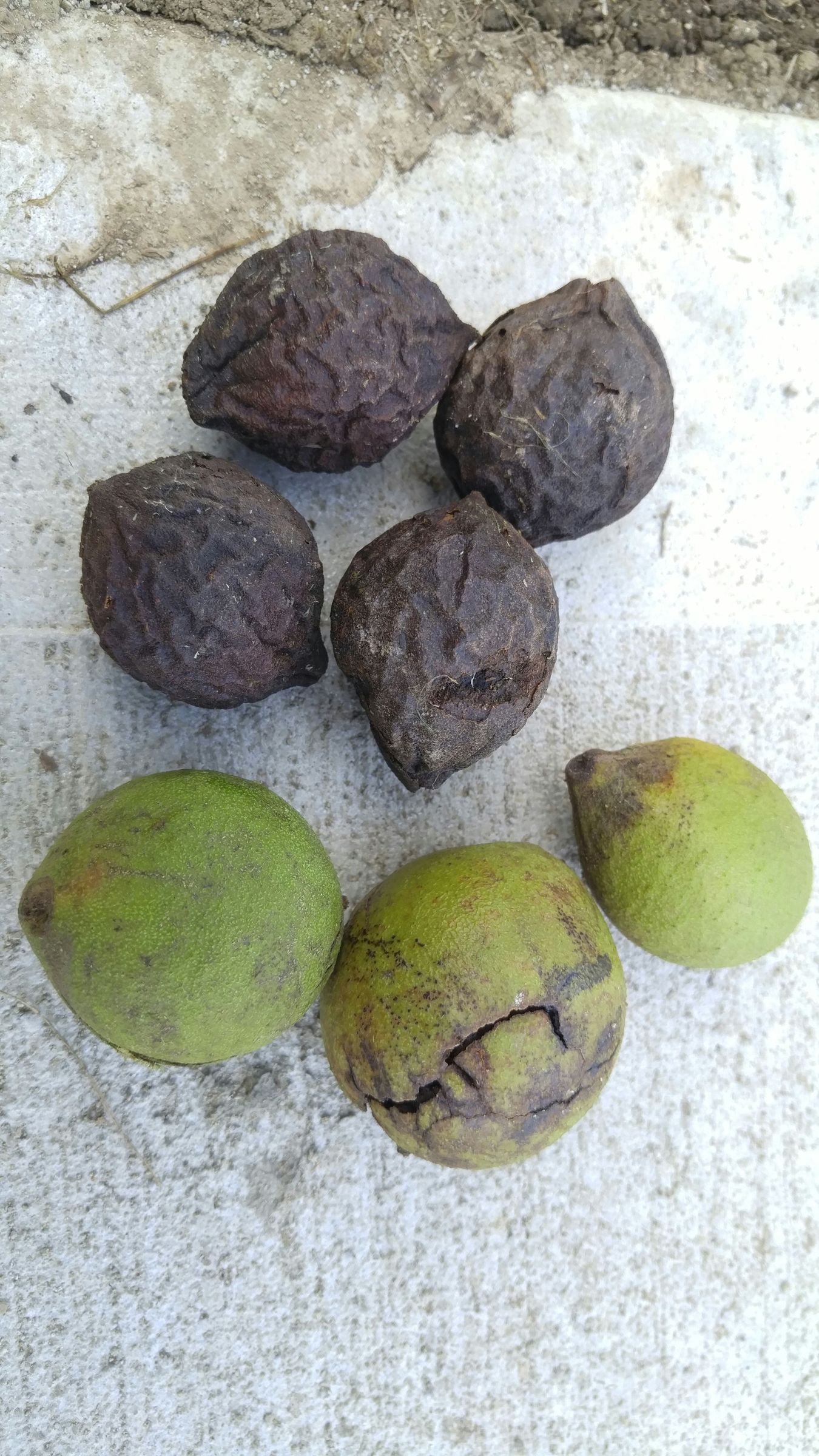 Black Walnut Ink : 8 Steps (with Pictures) - Instructables