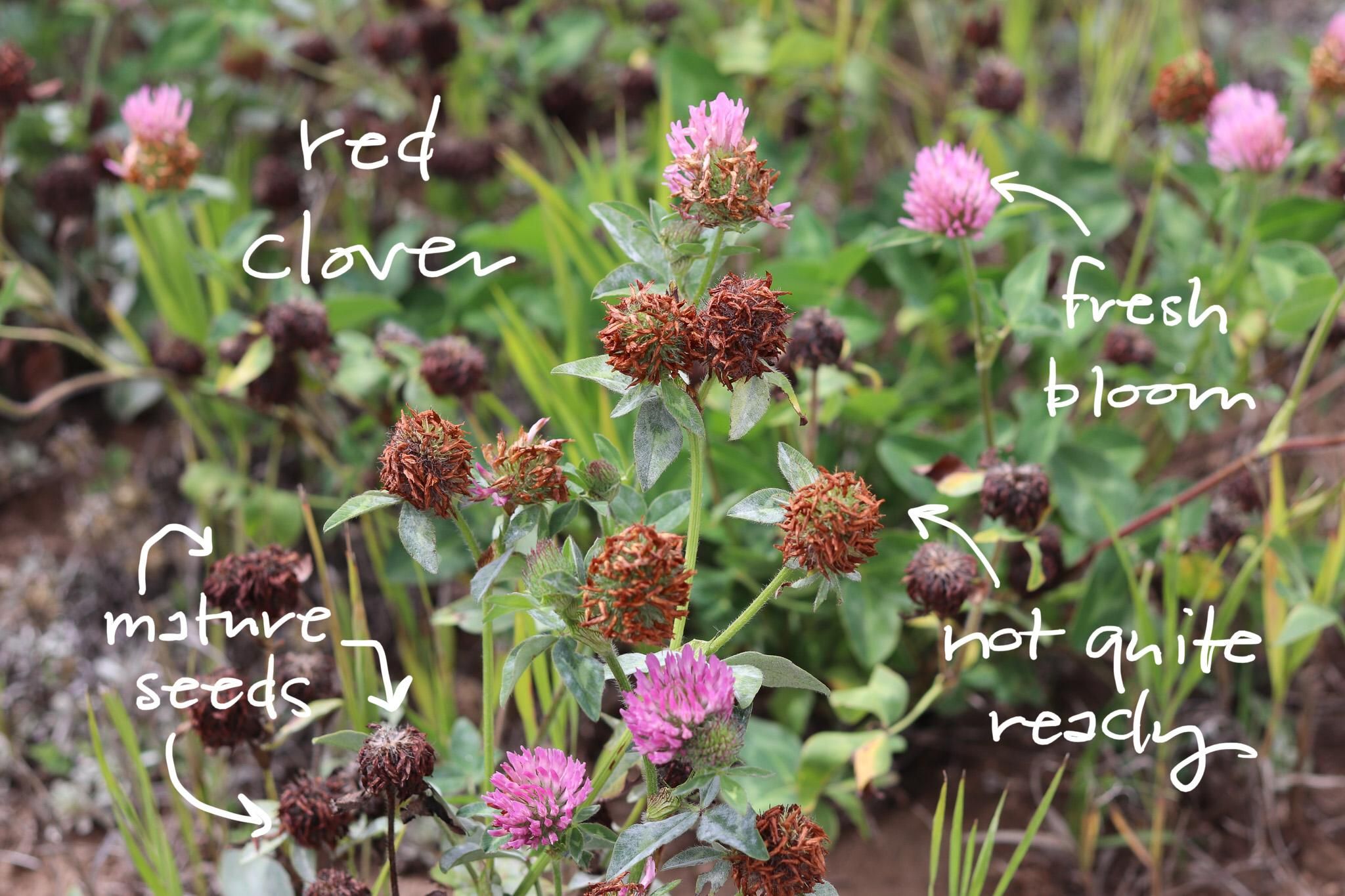 How to Gather Wildflower Seeds : 7 Steps (with Pictures) - Instructables