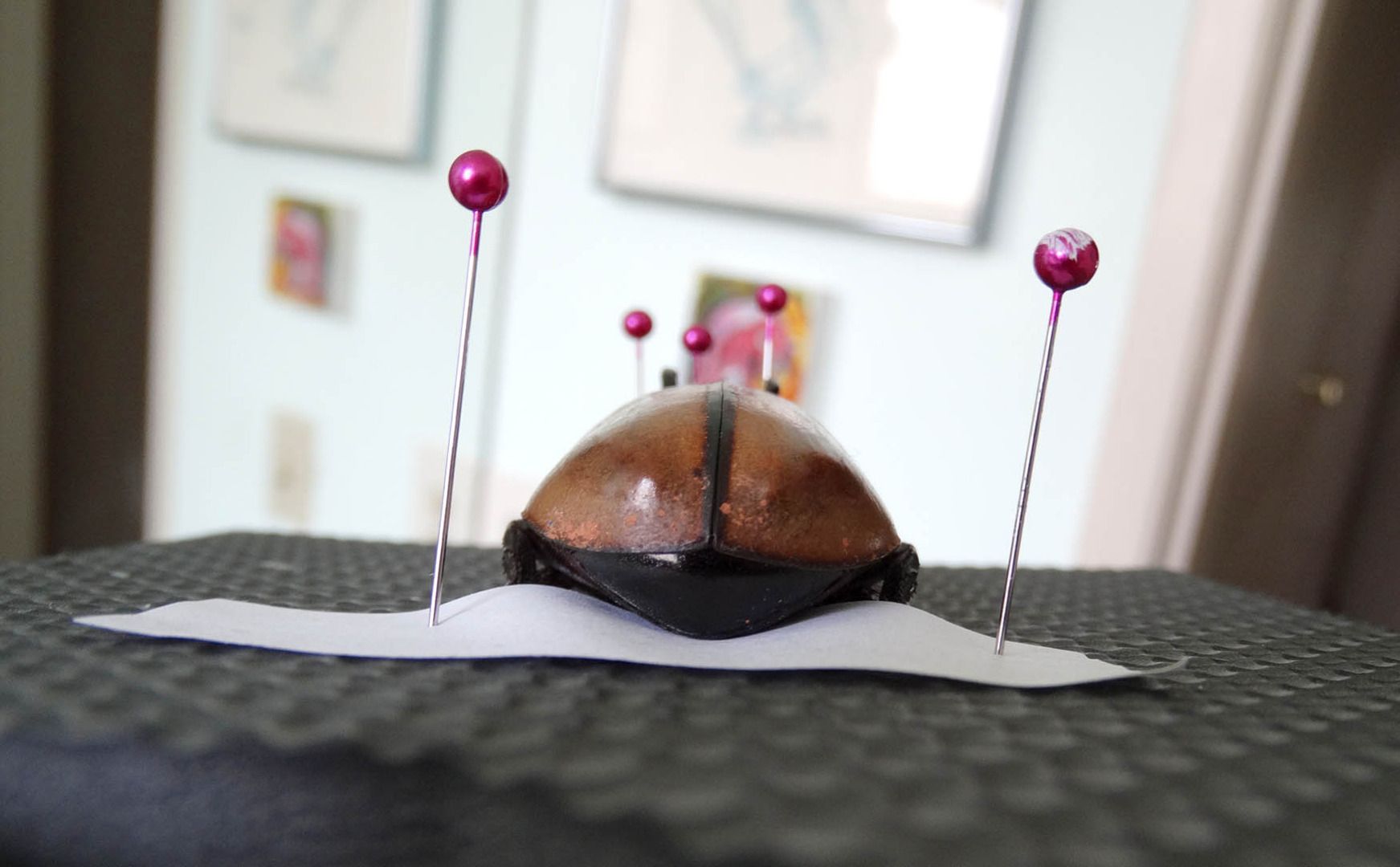 Preparing and Gilding a Real Insect : 10 Steps (with Pictures ...
